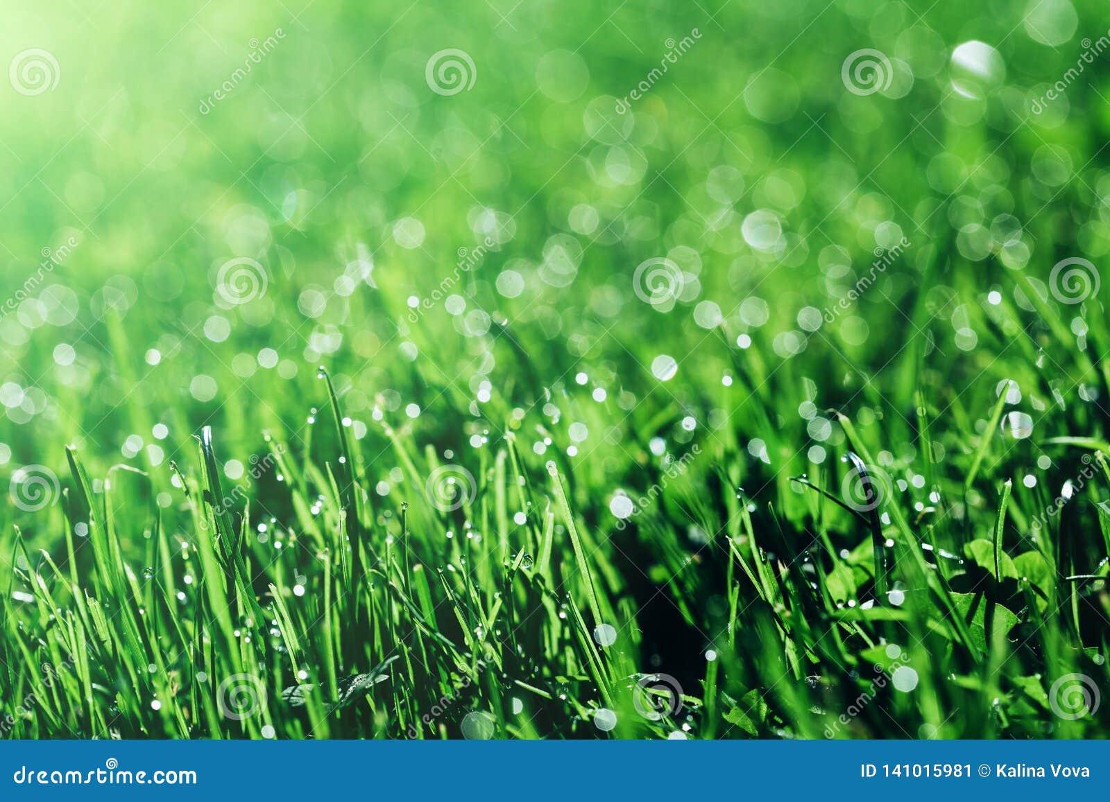 A Backgrounds Green Grass and Water Stock Image - Image of field ...