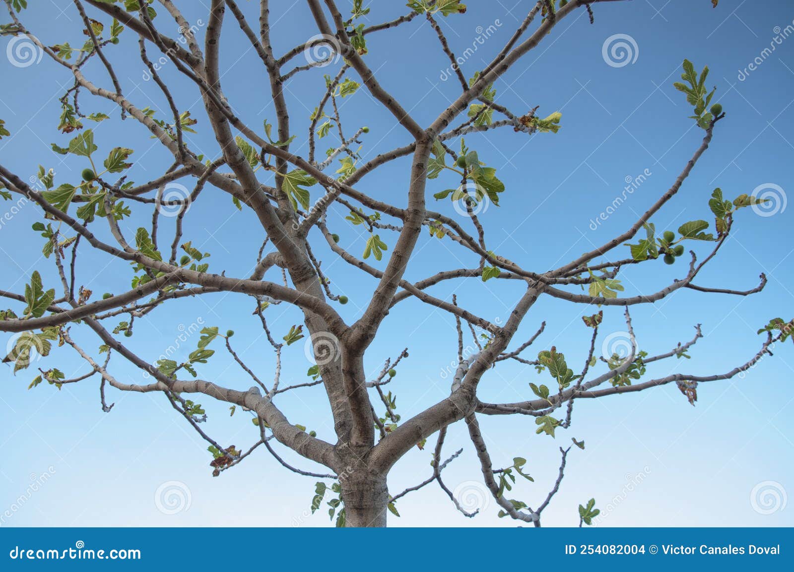 Backgrounds. Low Leaf Fig Tree Branches Against the Blue Sky. Personal ...