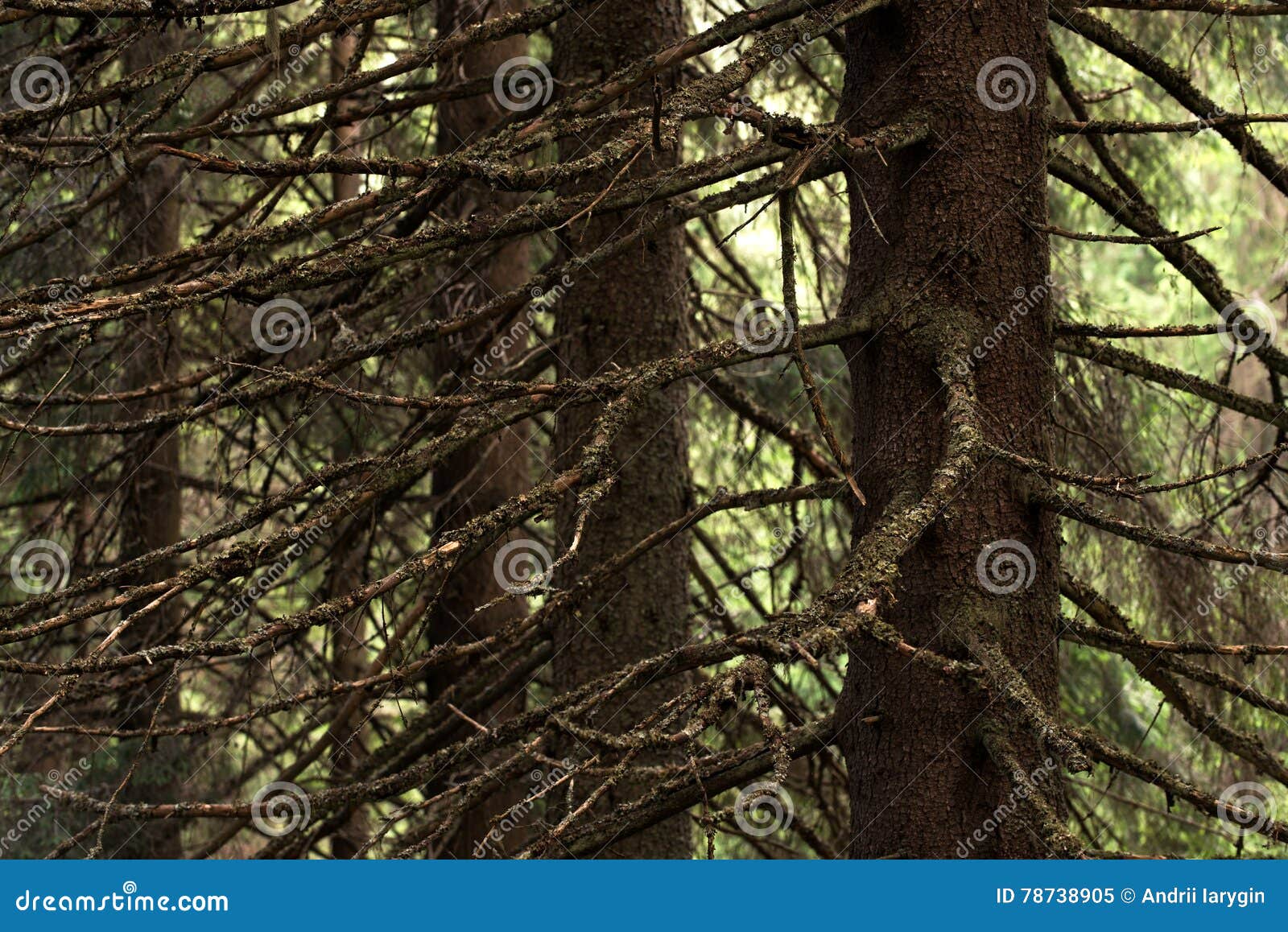 Backgrounds Nature Dense Forest Stock Image - Image of display, tree ...