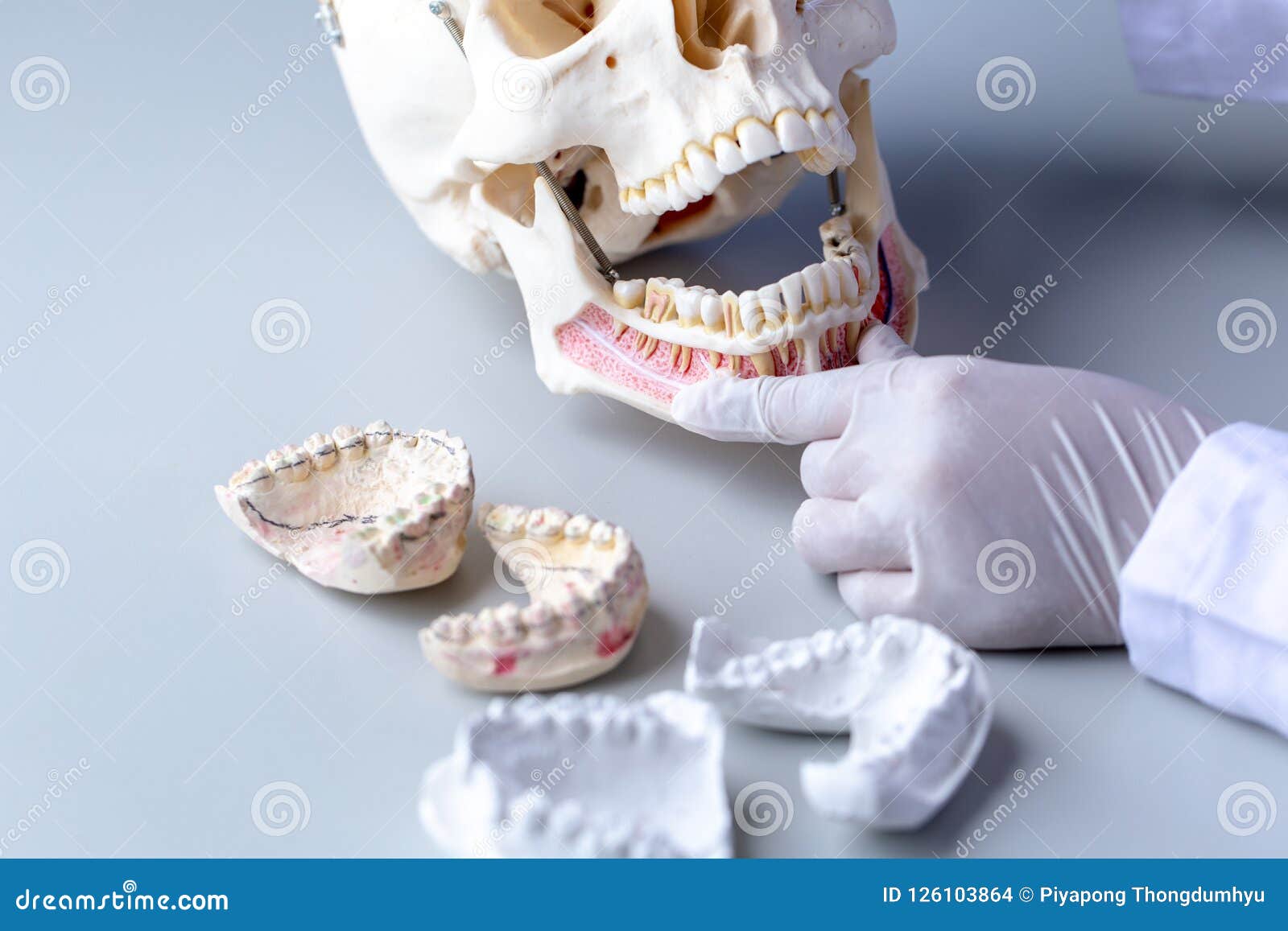 Tooth Model for Education in Laboratory. Stock Photo - Image of clinic ...