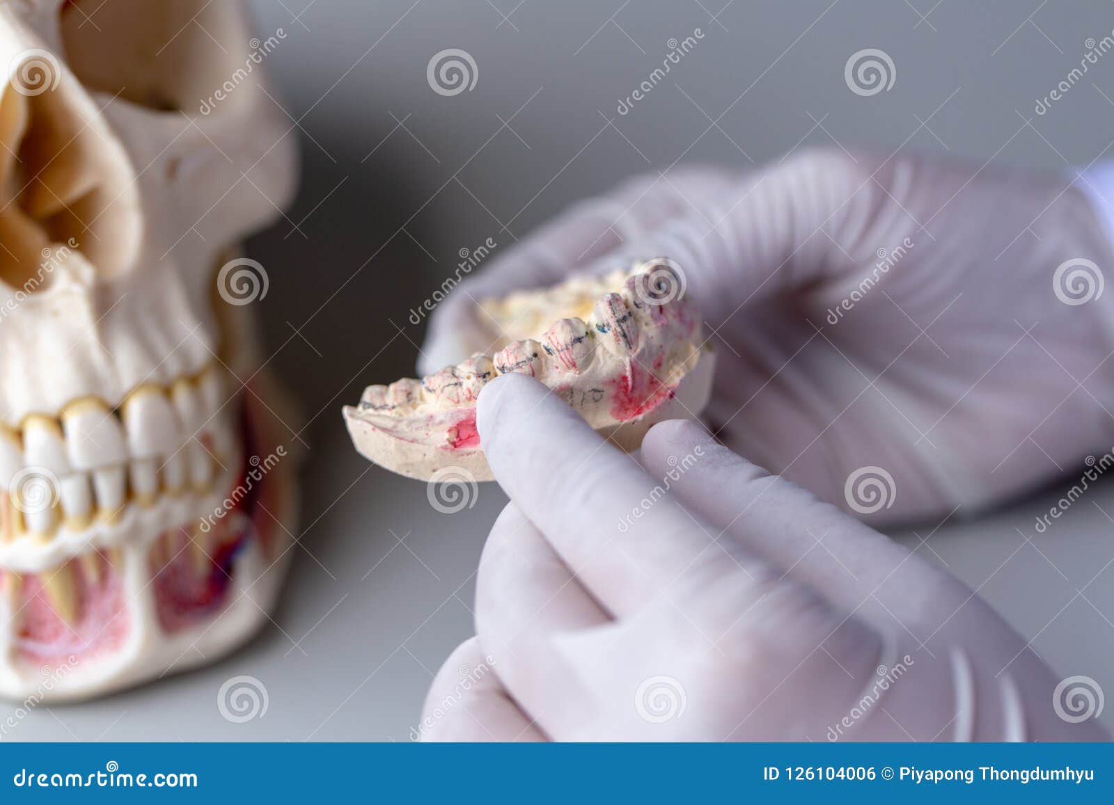 Tooth Model for Education in Laboratory. Stock Photo - Image of dental ...