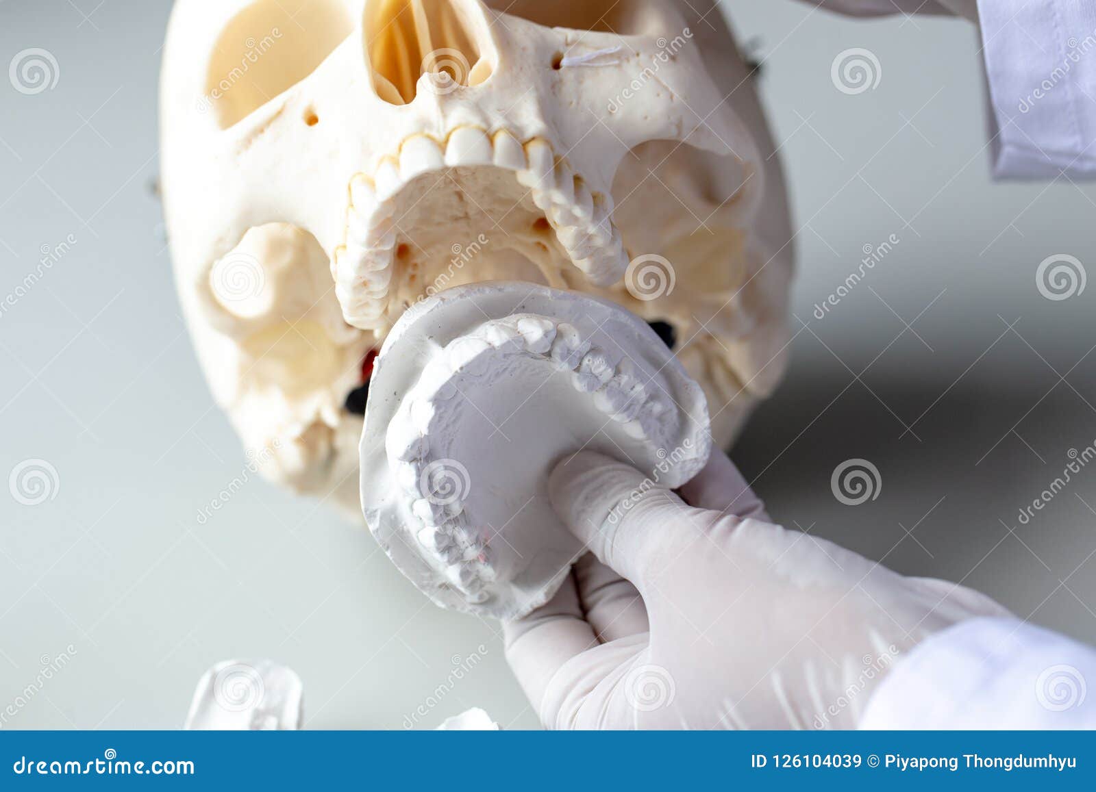 Tooth Model for Education in Laboratory. Stock Image - Image of healthy ...