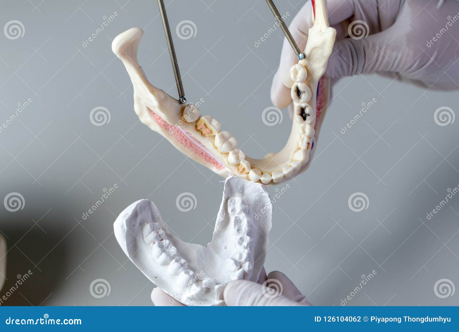 Tooth Model for Education in Laboratory. Stock Photo - Image of clean ...