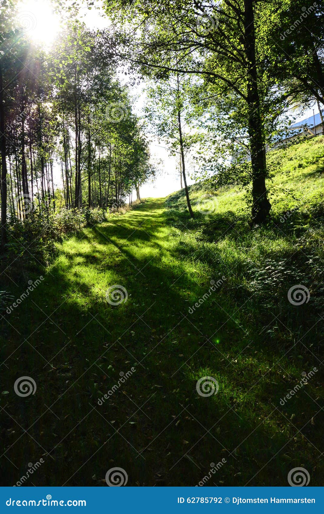 Backgrounds of trees stock photo. Image of environment - 62785792