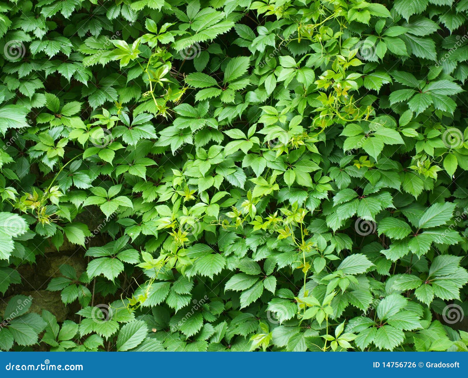 Backgrounds from vines stock photo. Image of twig, green - 14756726