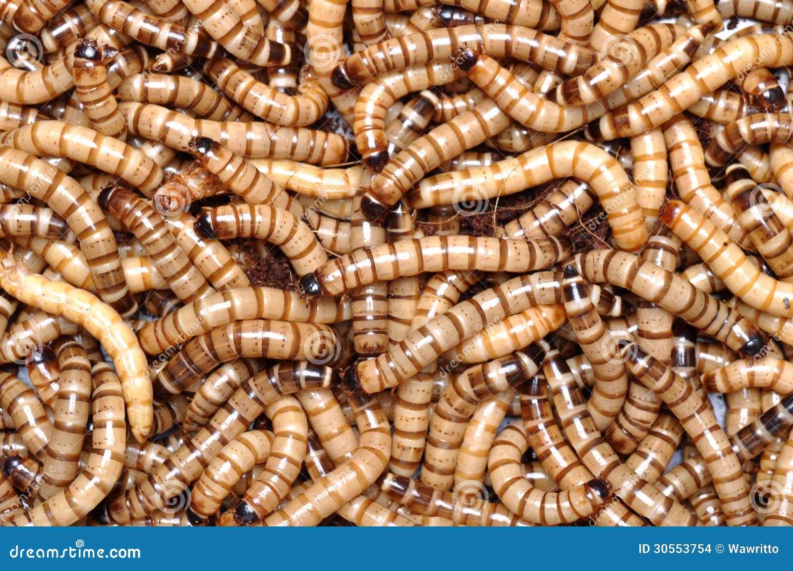 Backgrounds with worms stock photo. Image of tenebrio - 30553754