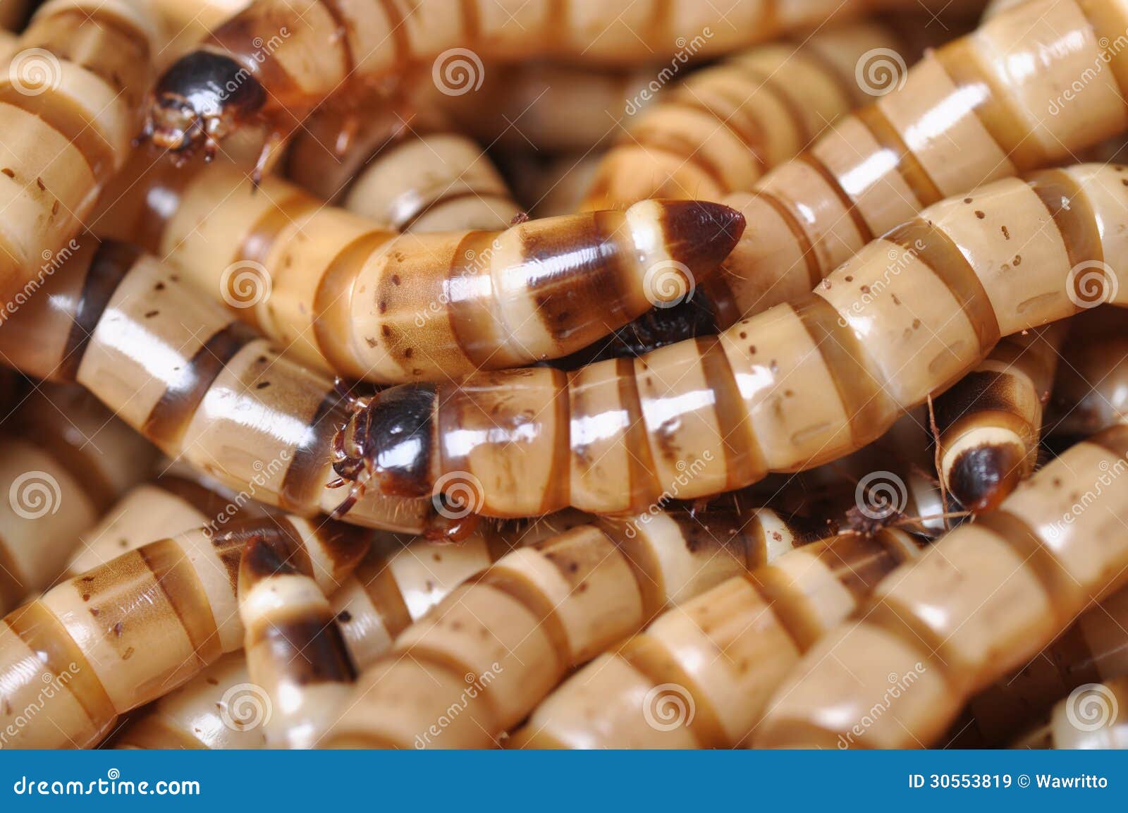 Backgrounds with worms stock image. Image of morio, superworm - 30553819
