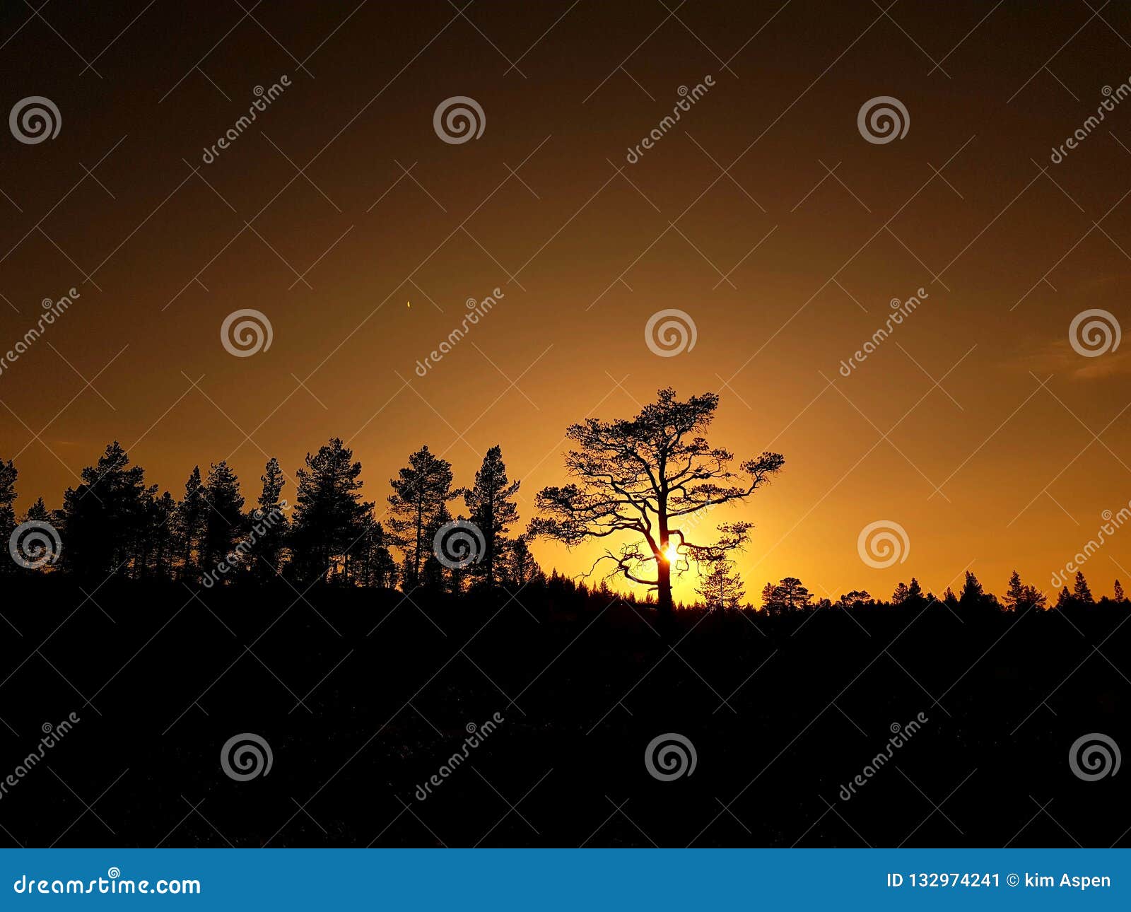 Backlight. stock image. Image of beautiful, backlight - 132974241