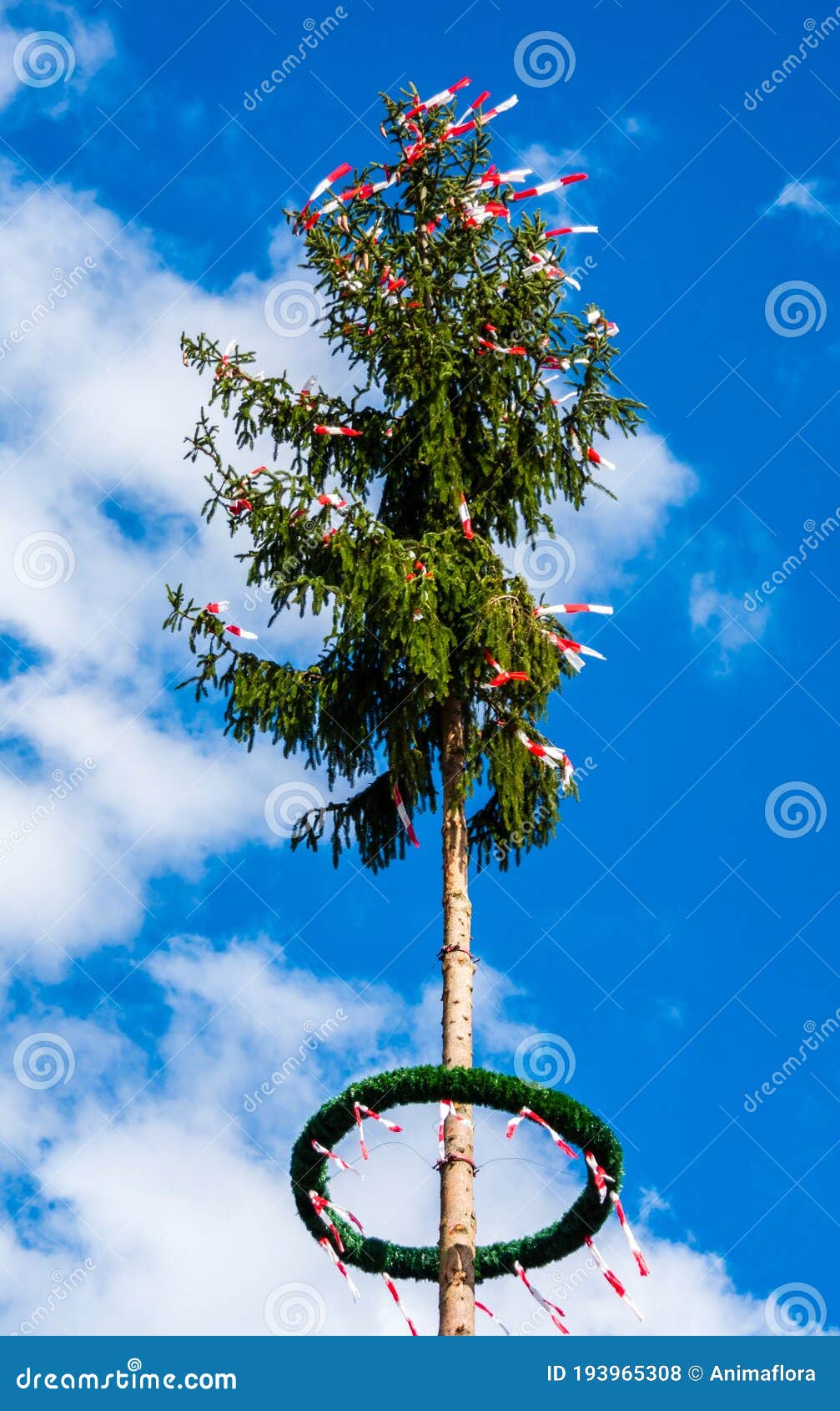 May tree in spring bavaria stock photo. Image of celebration - 193965308