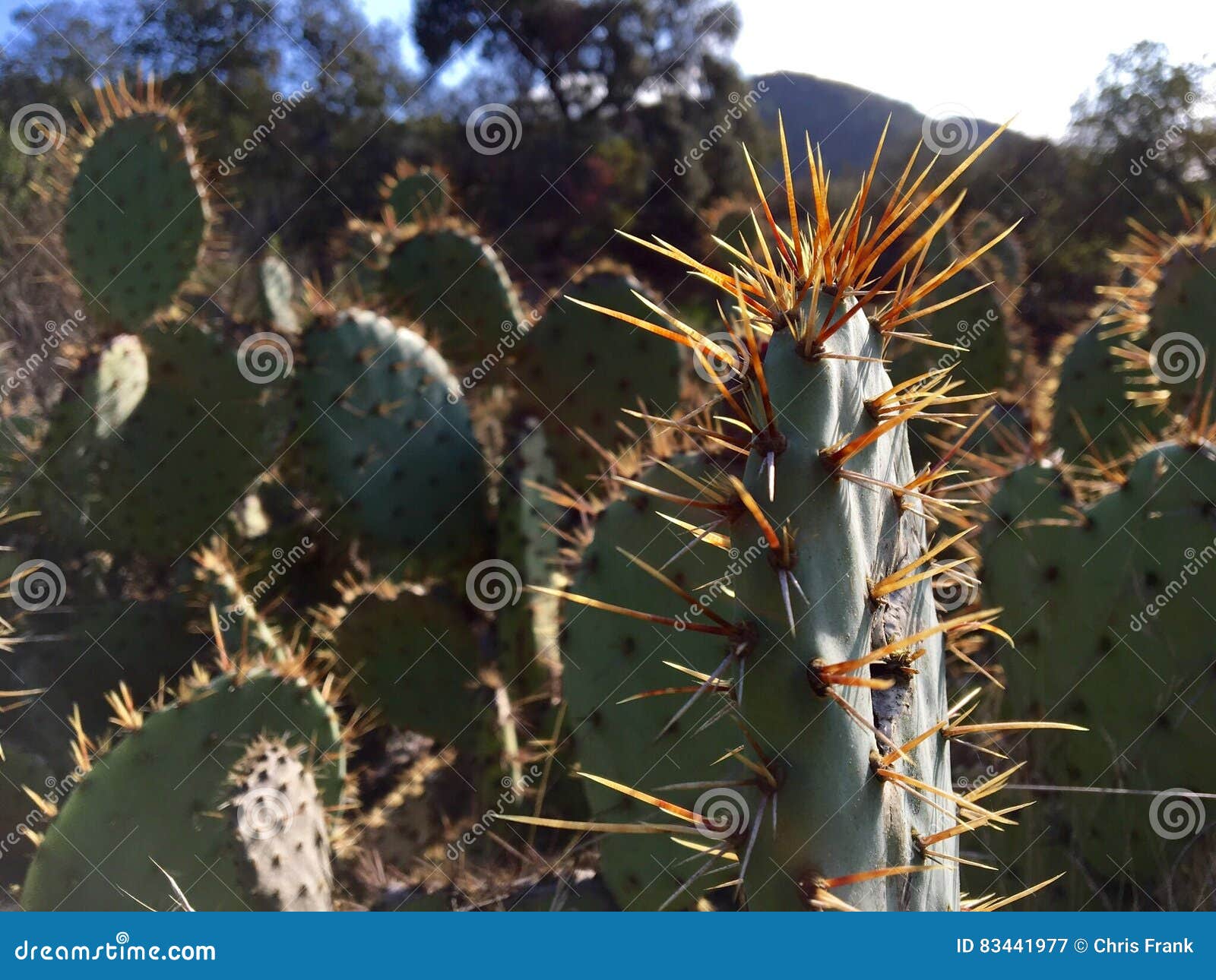 Backlight Cactus Spikes stock image. Image of golden - 83441977
