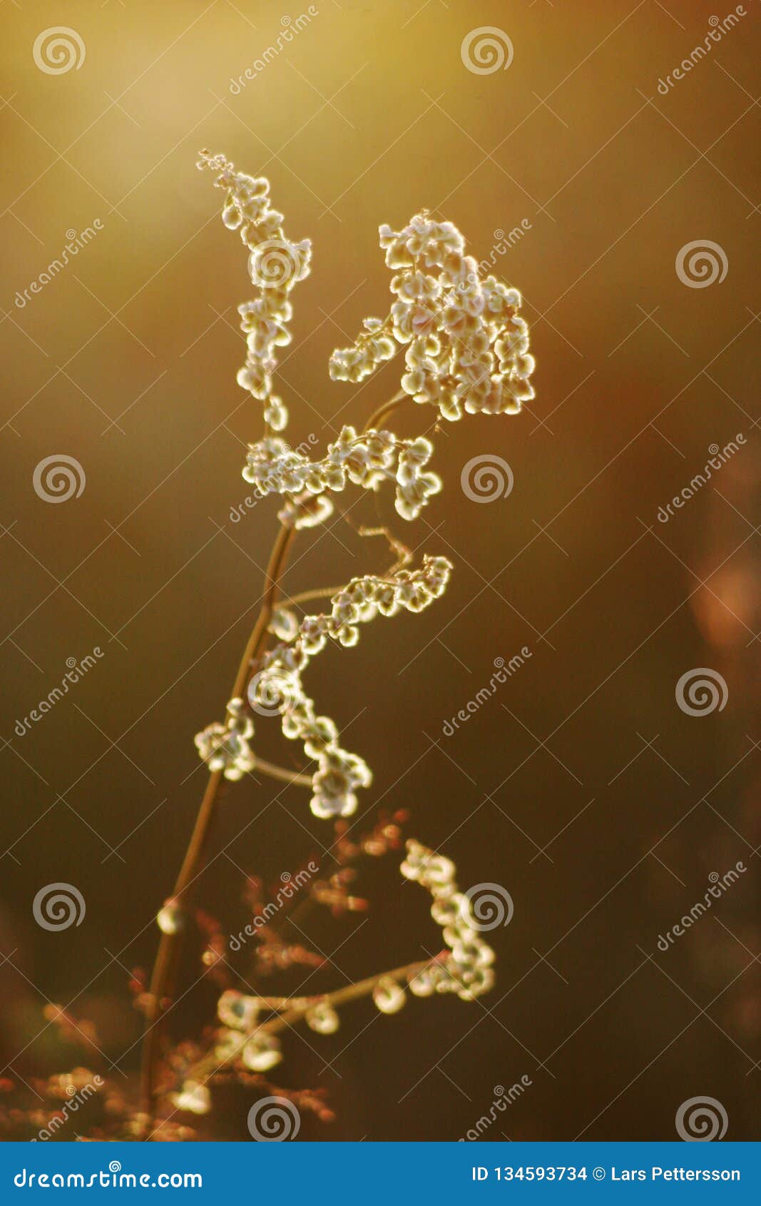 Backlight stock photo. Image of closeup, backlight, flower - 134593734