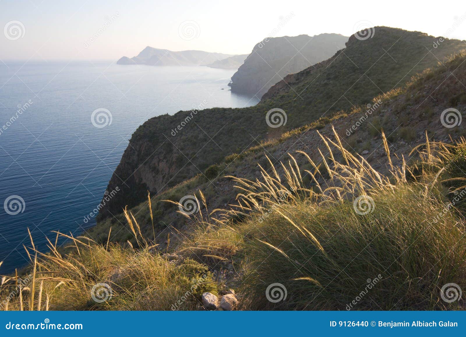 Backlight in the Coastal Landscape Stock Photo - Image of leafy ...