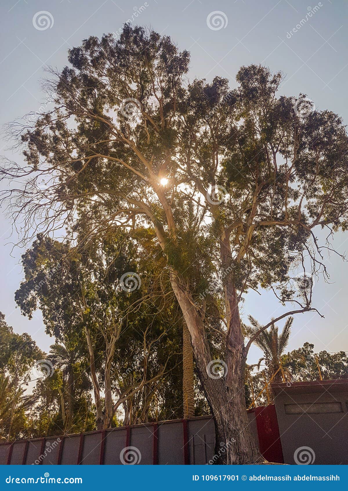 Green Tree Backlight from the Sun Stock Image - Image of green ...