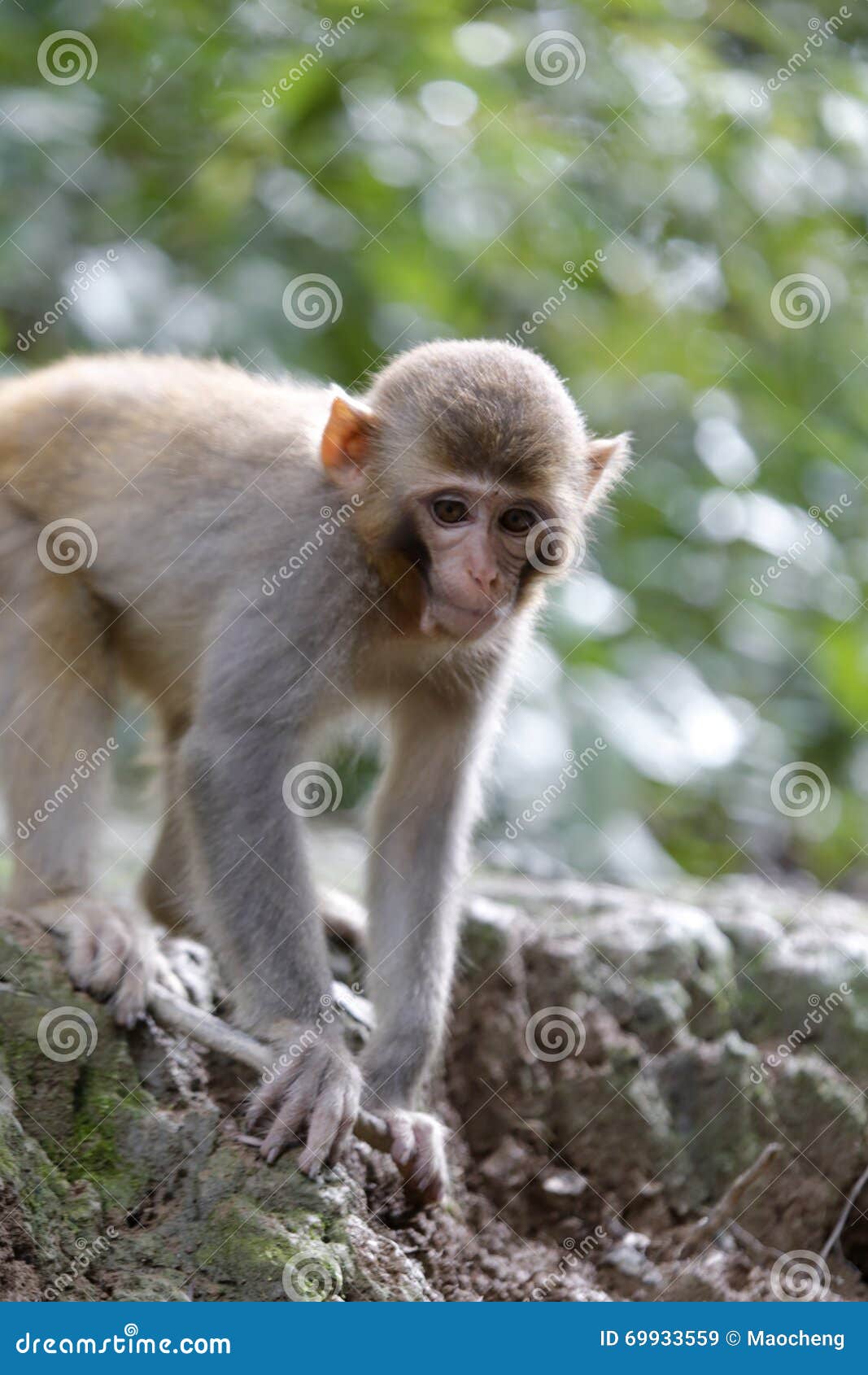 Backlight of the monkey stock image. Image of eyes, green - 69933559