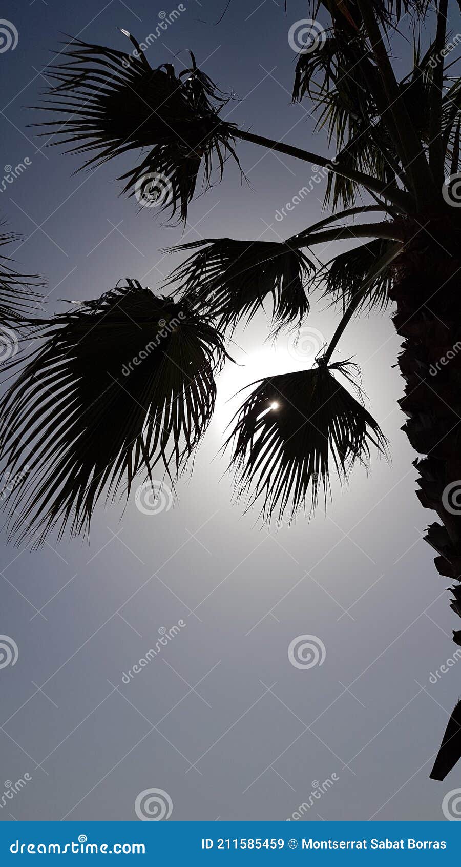 Backlight of a palm tree stock image. Image of monochrome - 211585459