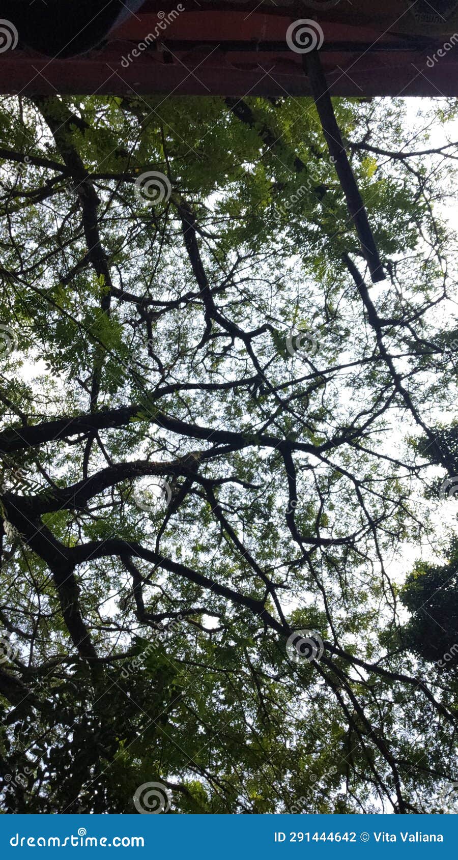 Backlight Photo of Many Tree Branches Stock Photo - Image of flower ...