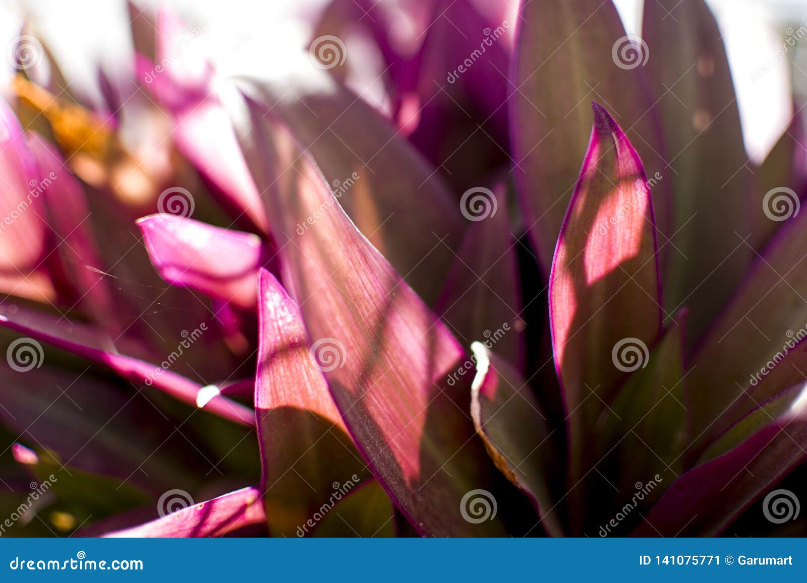 Elegant Backlight on Pink Leaves Stock Image - Image of blossom, leaf ...