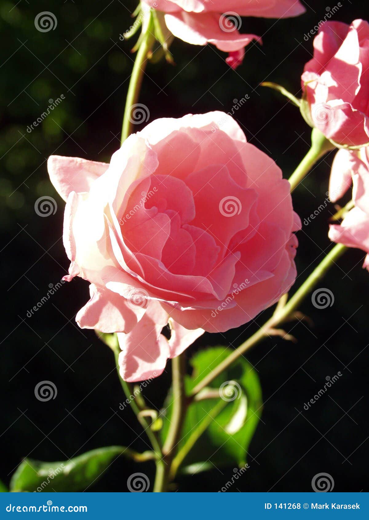 Backlight rose stock photo. Image of park, bush, flowers - 141268