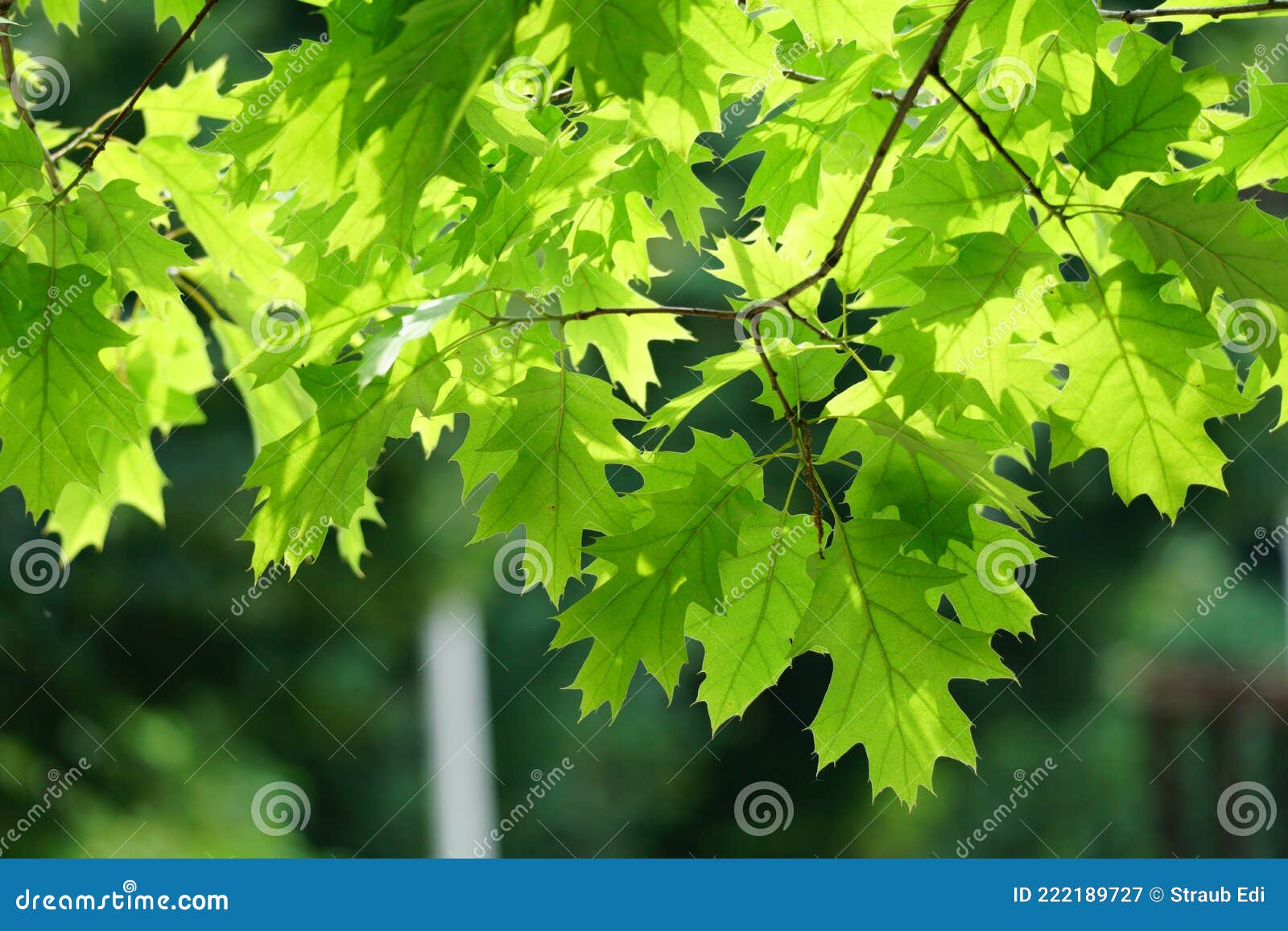 Backlight from Sun on Leaves Stock Image - Image of yellow, produce ...