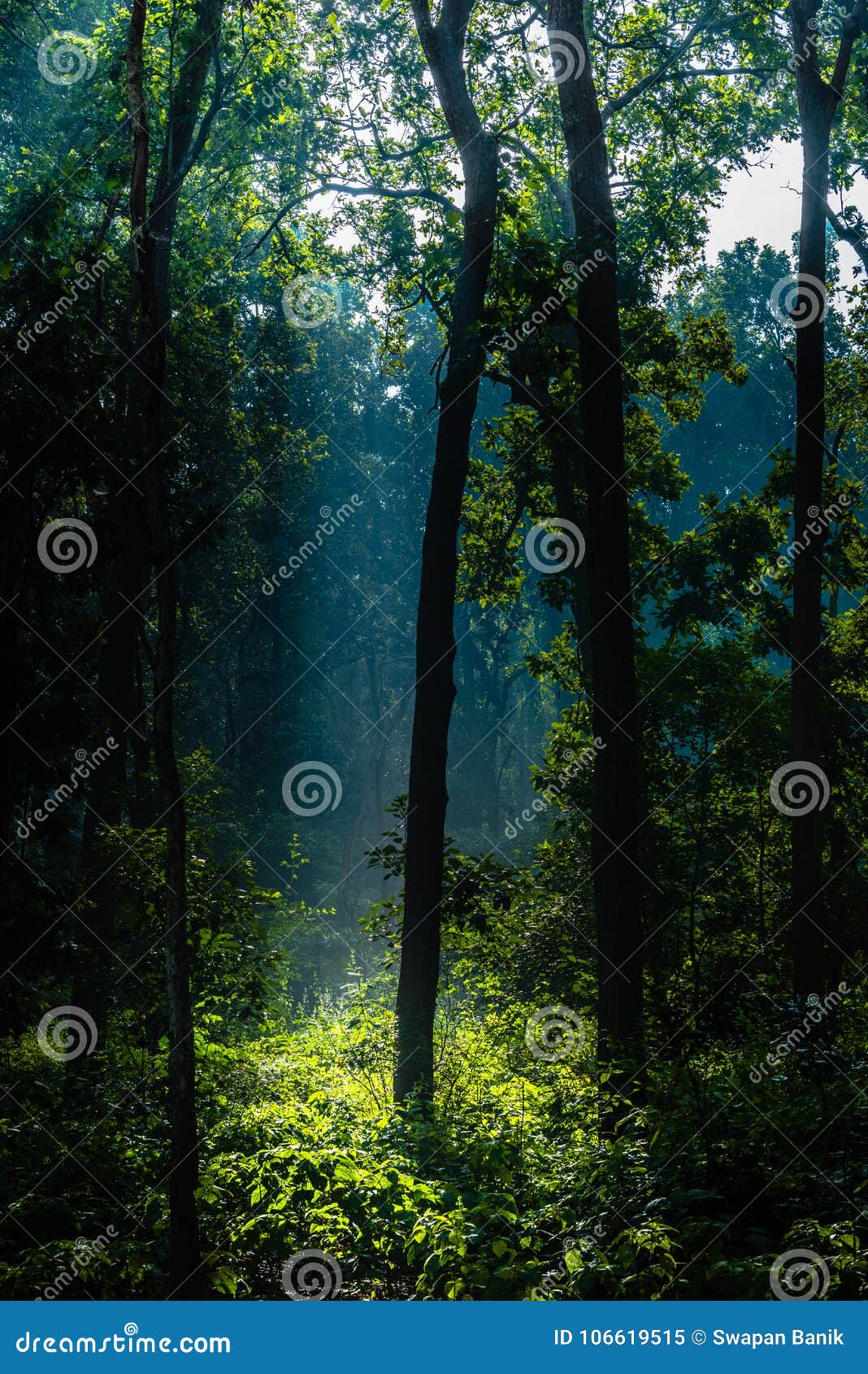 Backlight sun rays stock image. Image of green, greenery - 106619515