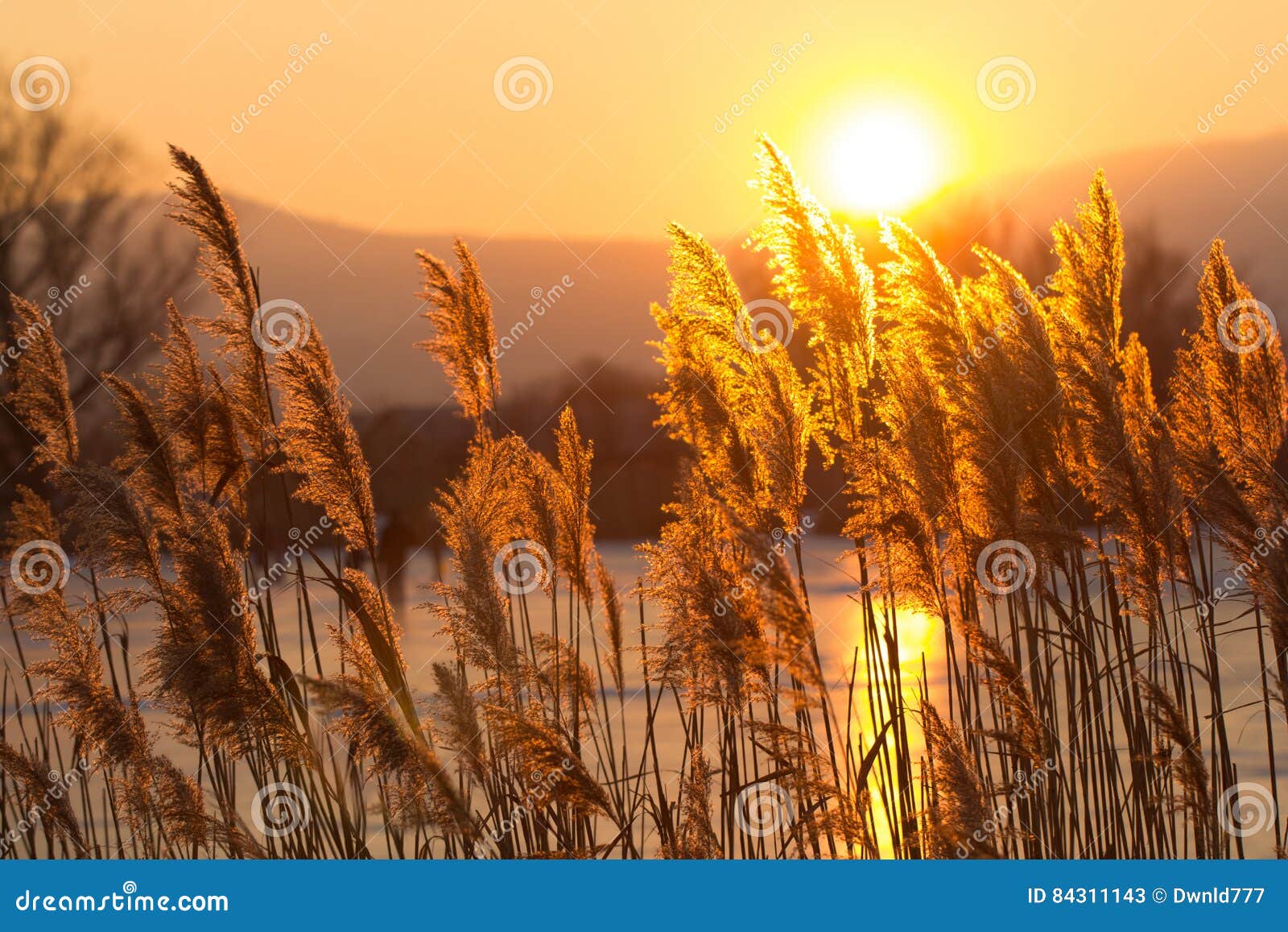 Backlight sunset grass stock image. Image of golden, soft - 84311143
