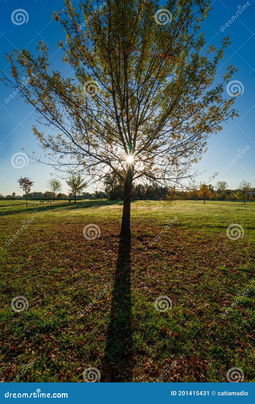 Backlight Tree Stock Photo | CartoonDealer.com #33811308