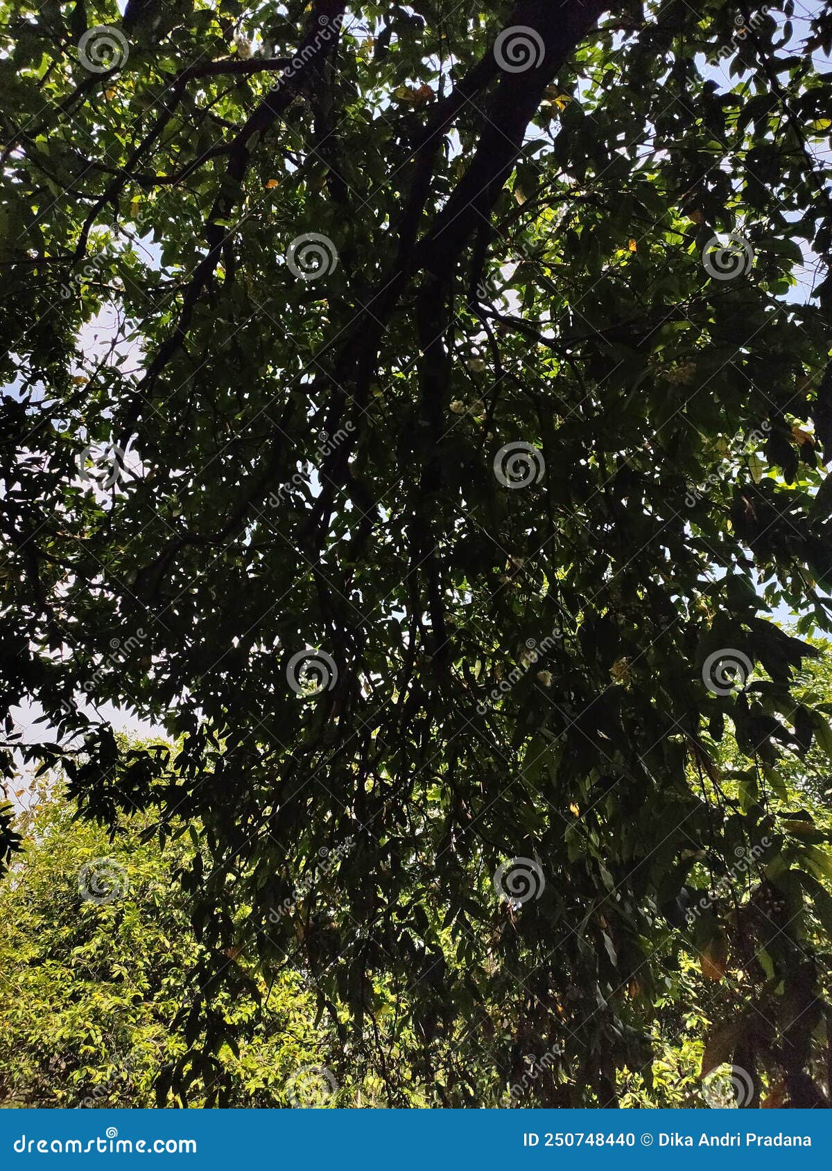 Backlight tree at the day stock photo. Image of nature - 250748440