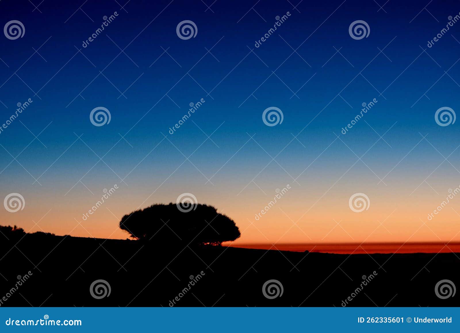 Backlight Tree Silhouette stock image. Image of outdoor - 262335601