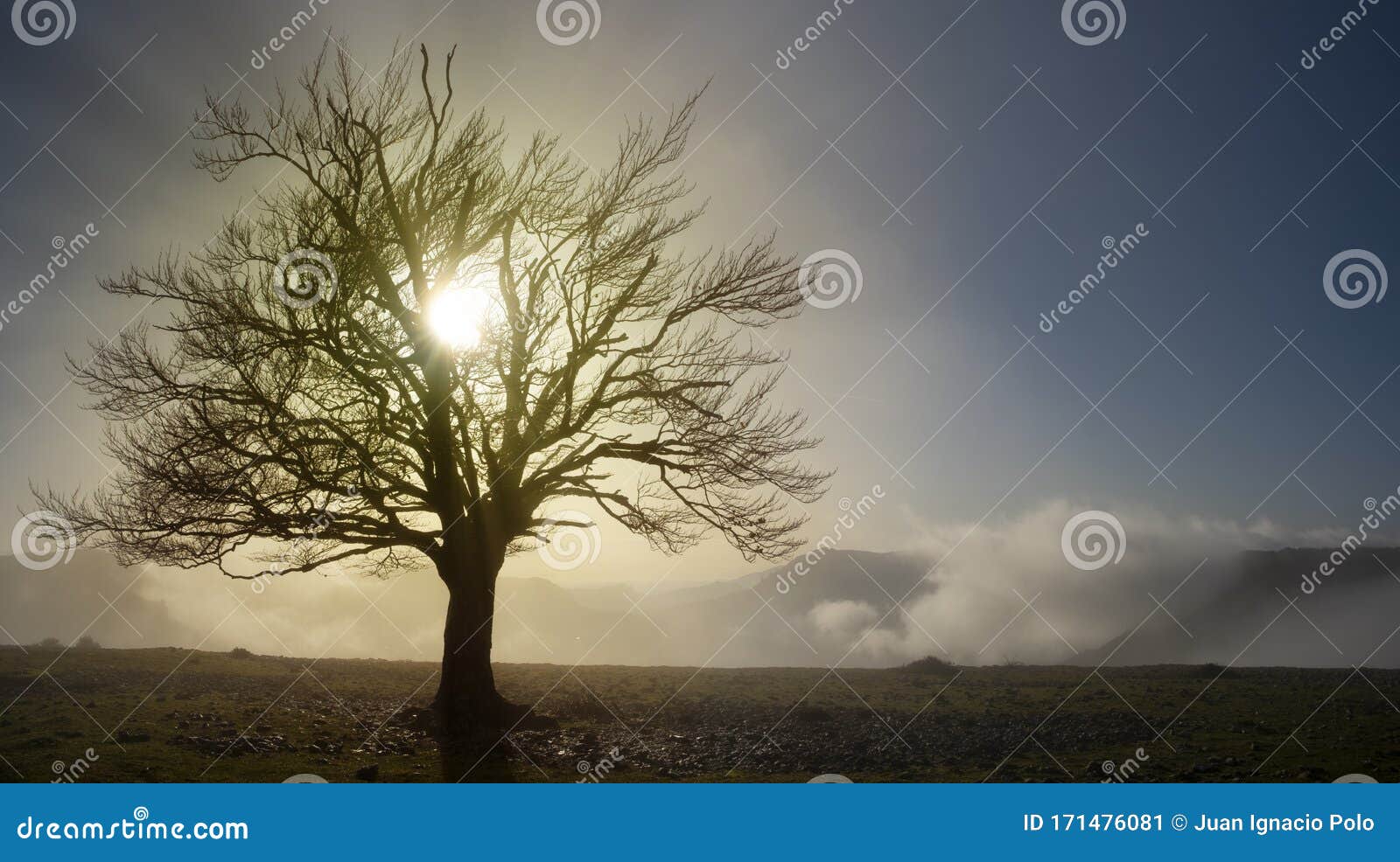 Backlight Tree Silhouette Stock Photography | CartoonDealer.com #56178956