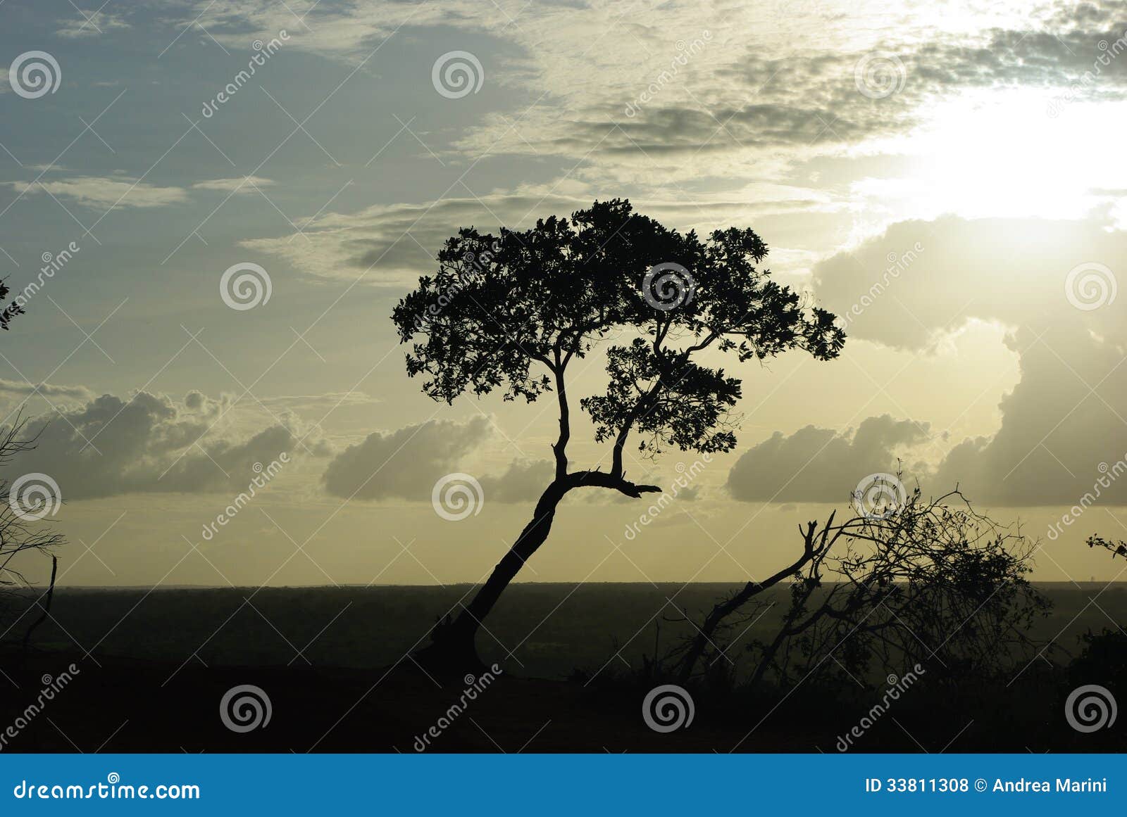 Backlight Tree Silhouette Stock Photography | CartoonDealer.com #56178956