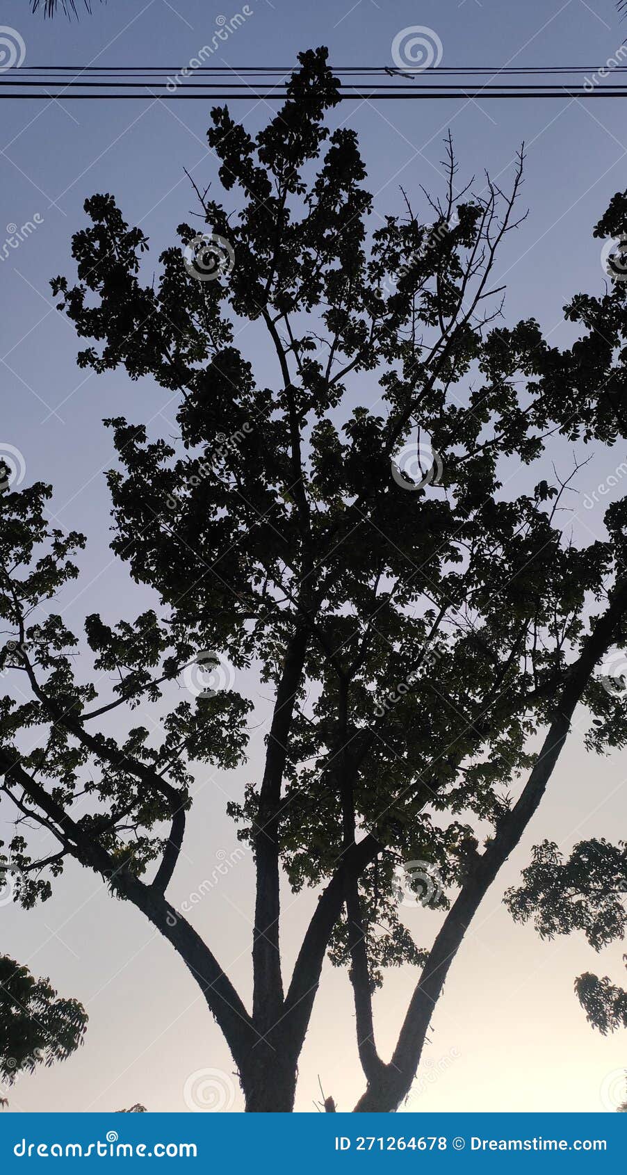 Backlight trees ???? stock photo. Image of afternoon - 271264678