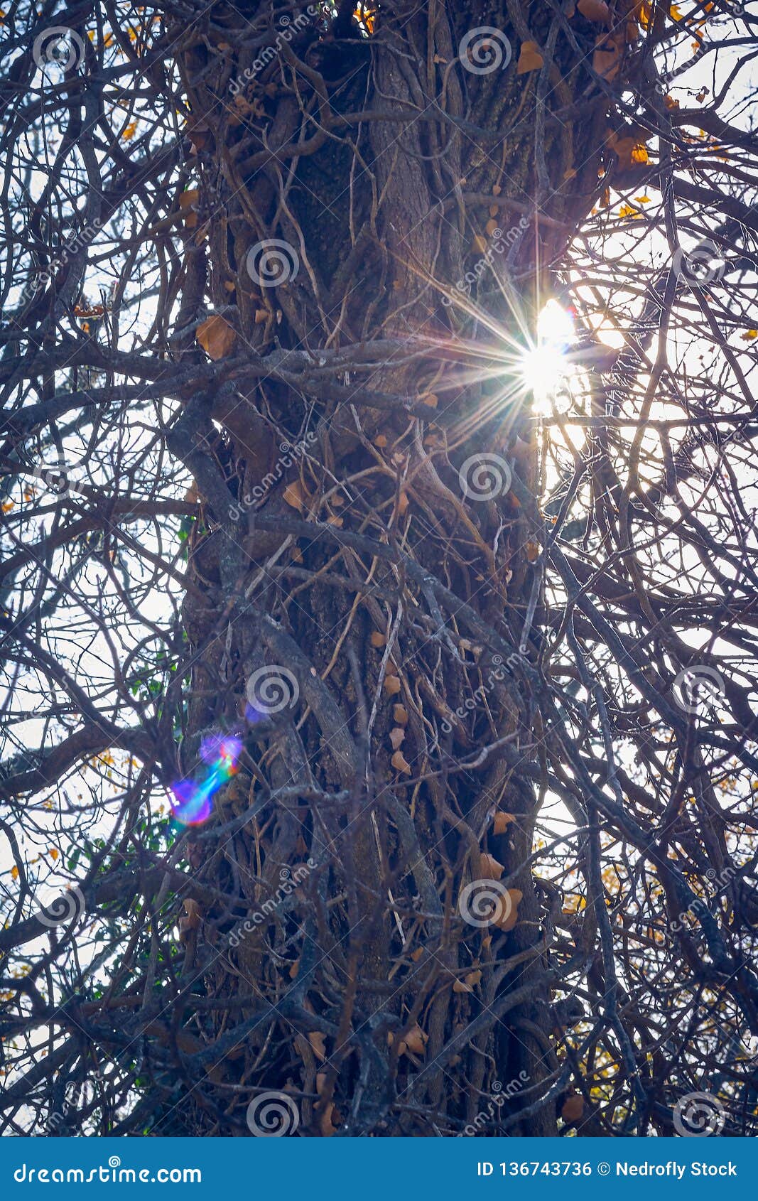 Backlight of a Trunk of a Tree that is Surrounded by Many Branches ...