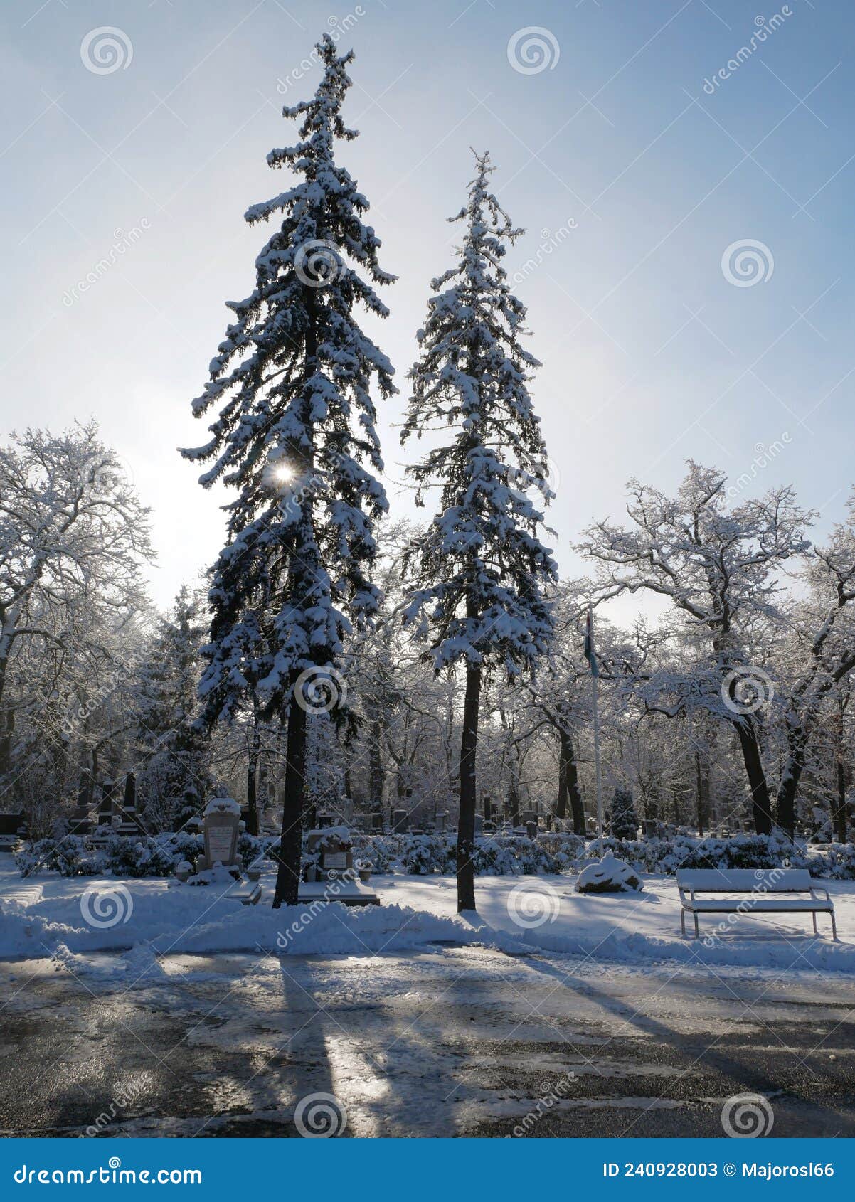 Backlight and Two Pine Trees in Winter Time Stock Image - Image of ...