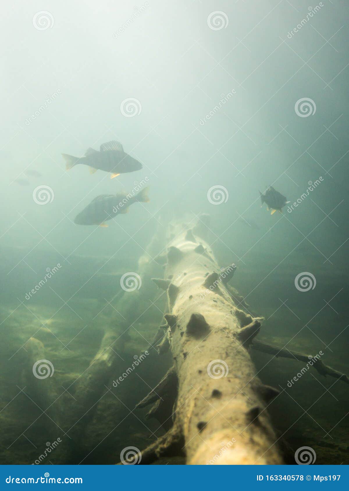 Backlight Underwater View of Perch Swimming by a Sunken Tree Stock ...