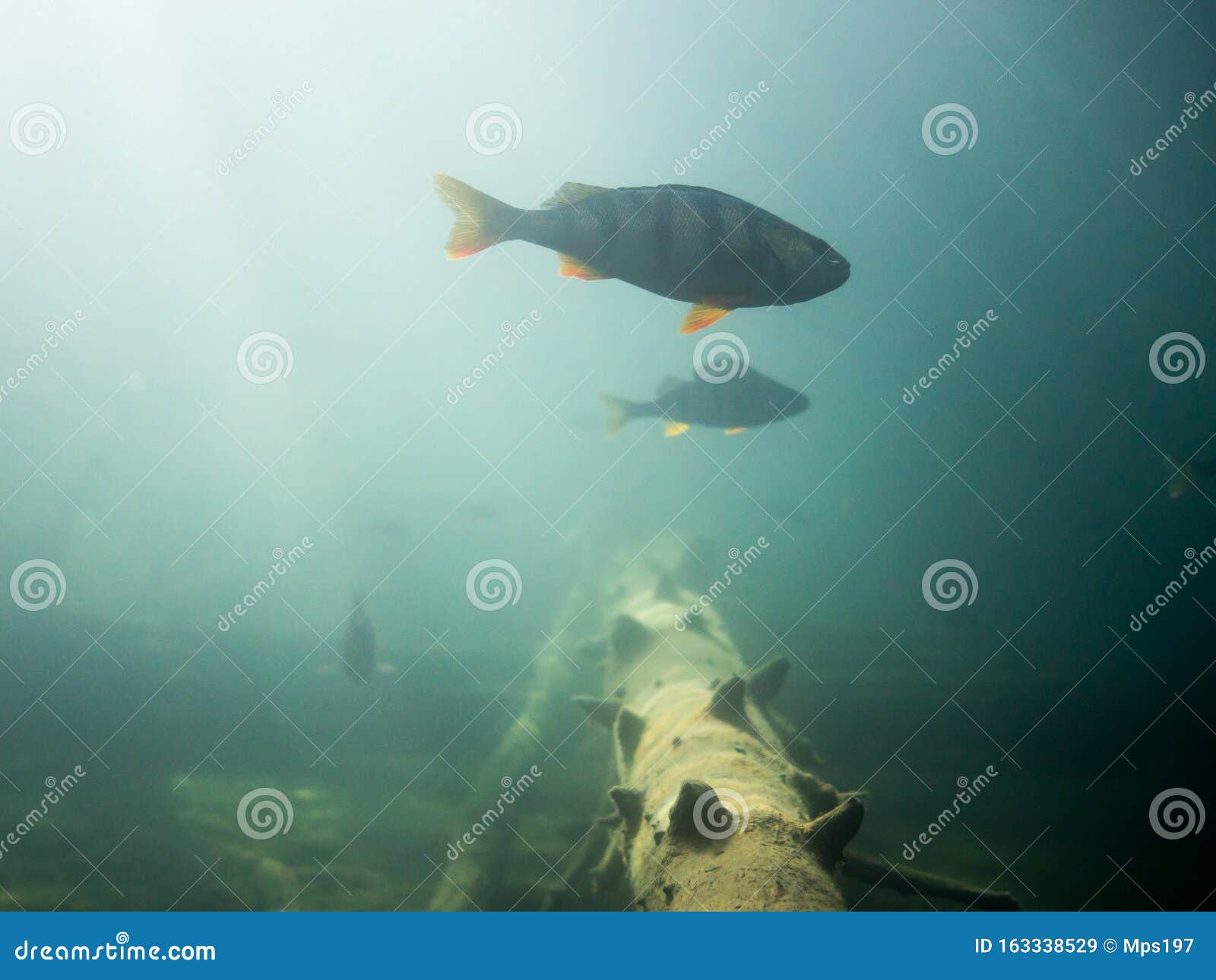Backlight Underwater View of Perch Swimming by a Sunken Tree Stock ...