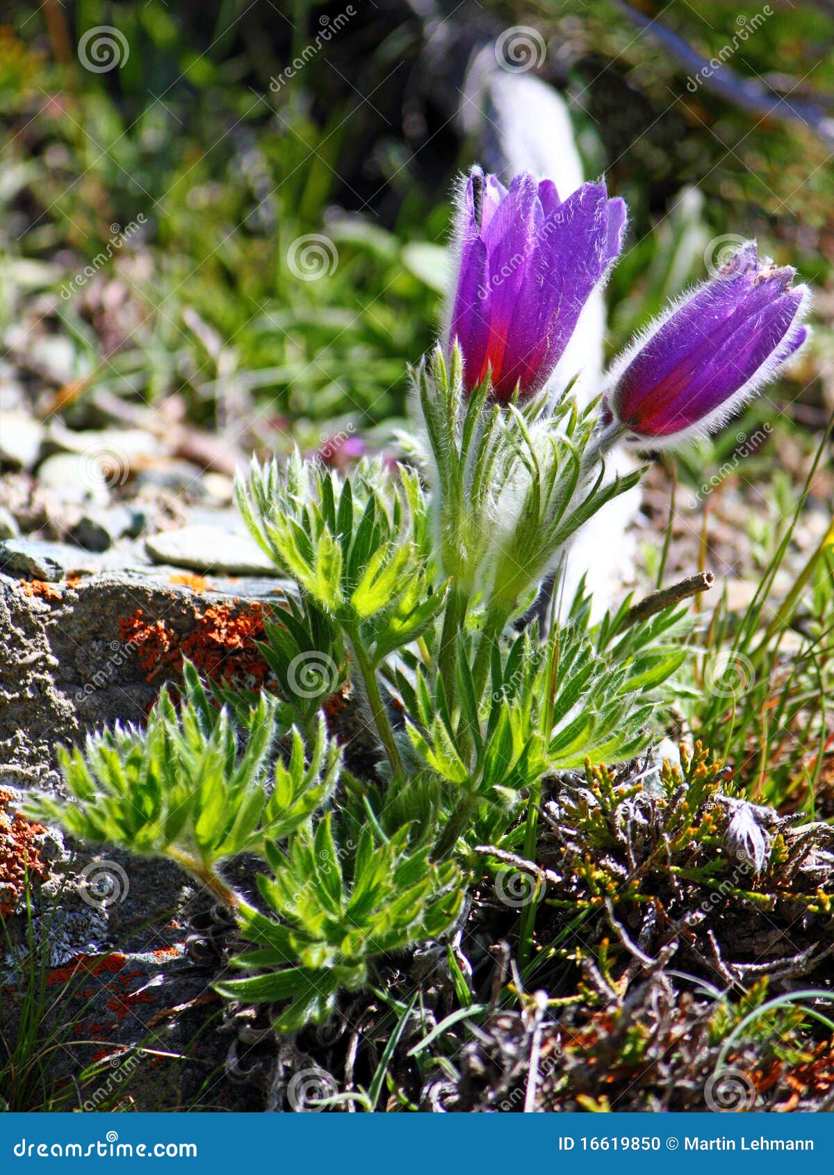 Backlighted Wild Purple Anemone Stock Photo - Image of back, europe ...