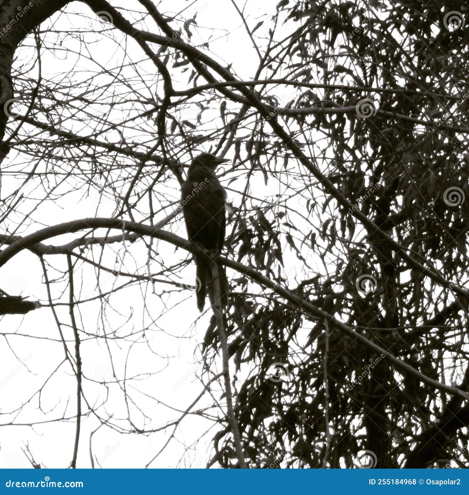 Backlighting Bird in Black & White Stock Photo - Image of white, bird ...