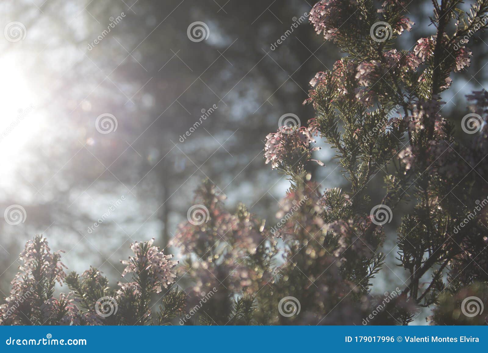 Backlighting Pink Flowers in Winter Stock Photo - Image of nature ...