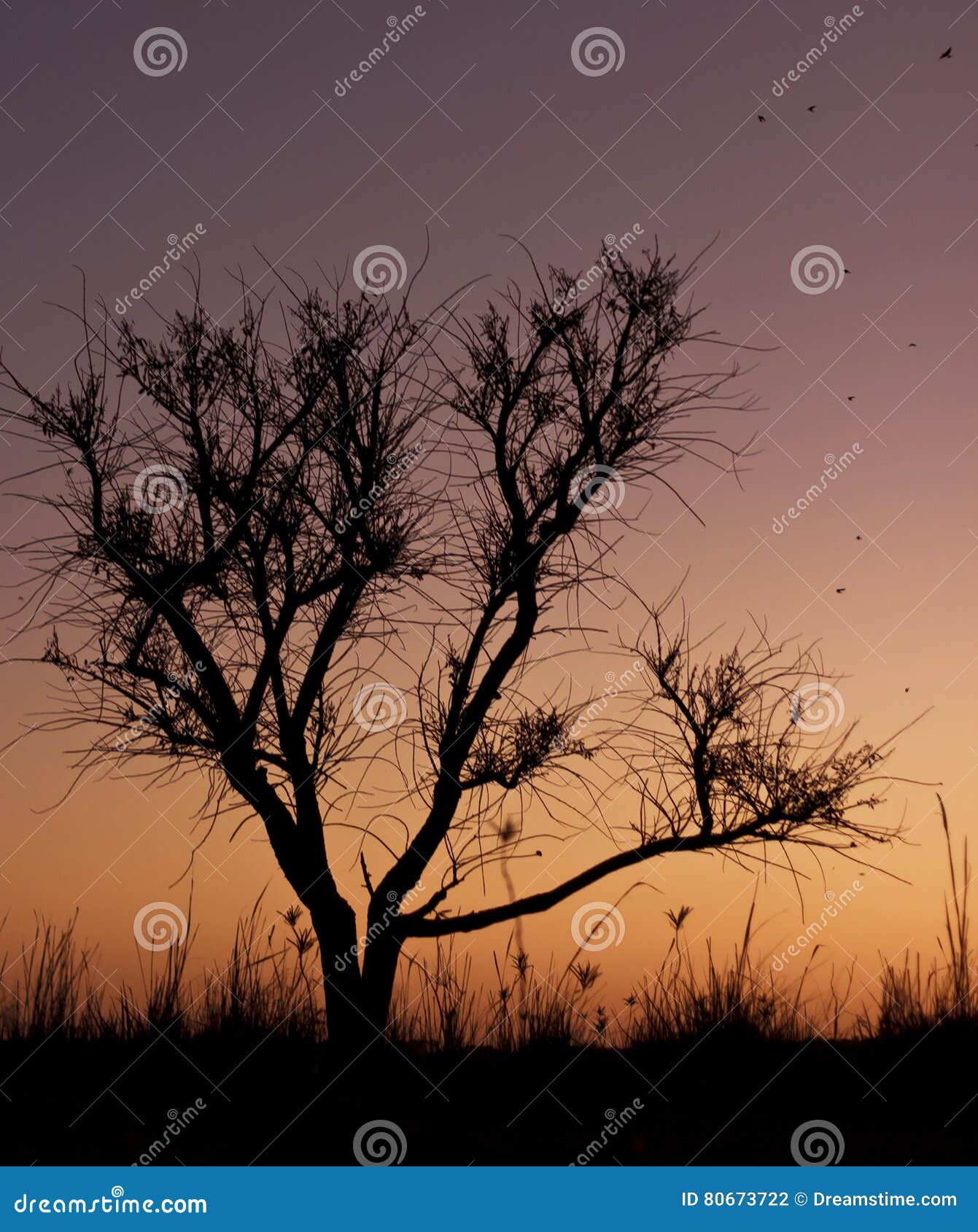 Backlighting tree stock photo. Image of black, tree, orange - 80673722