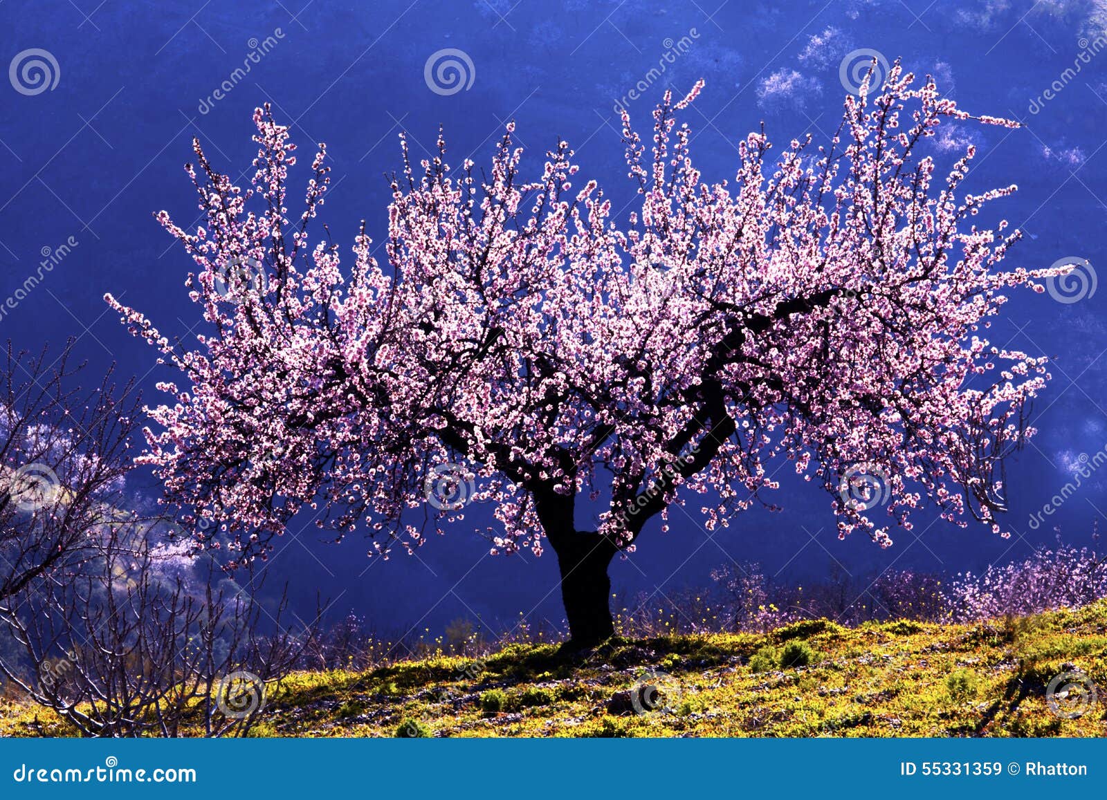 Backlit Amandelbloesem stock afbeelding. Image of bloei - 55331359