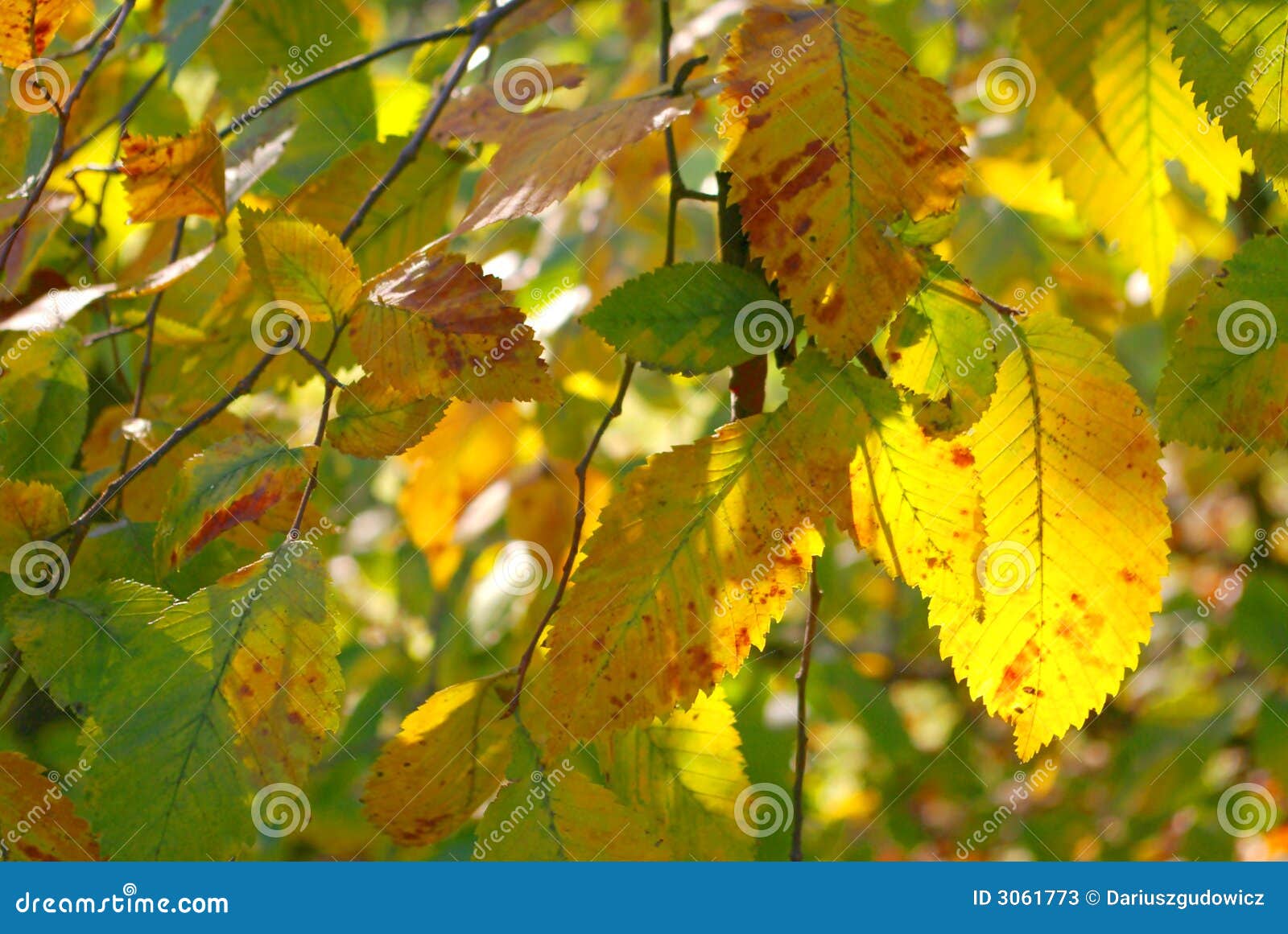 Backlit autumn leaves stock image. Image of branch, green - 3061773