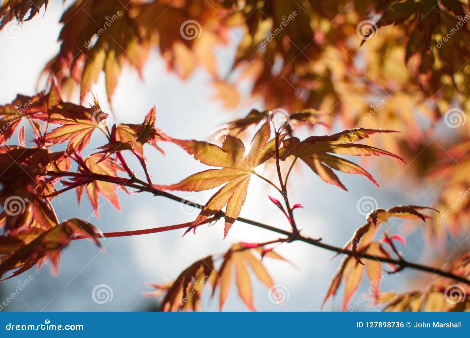 Backlit Autumn Leaves stock photo. Image of orange, autumnal - 127898736
