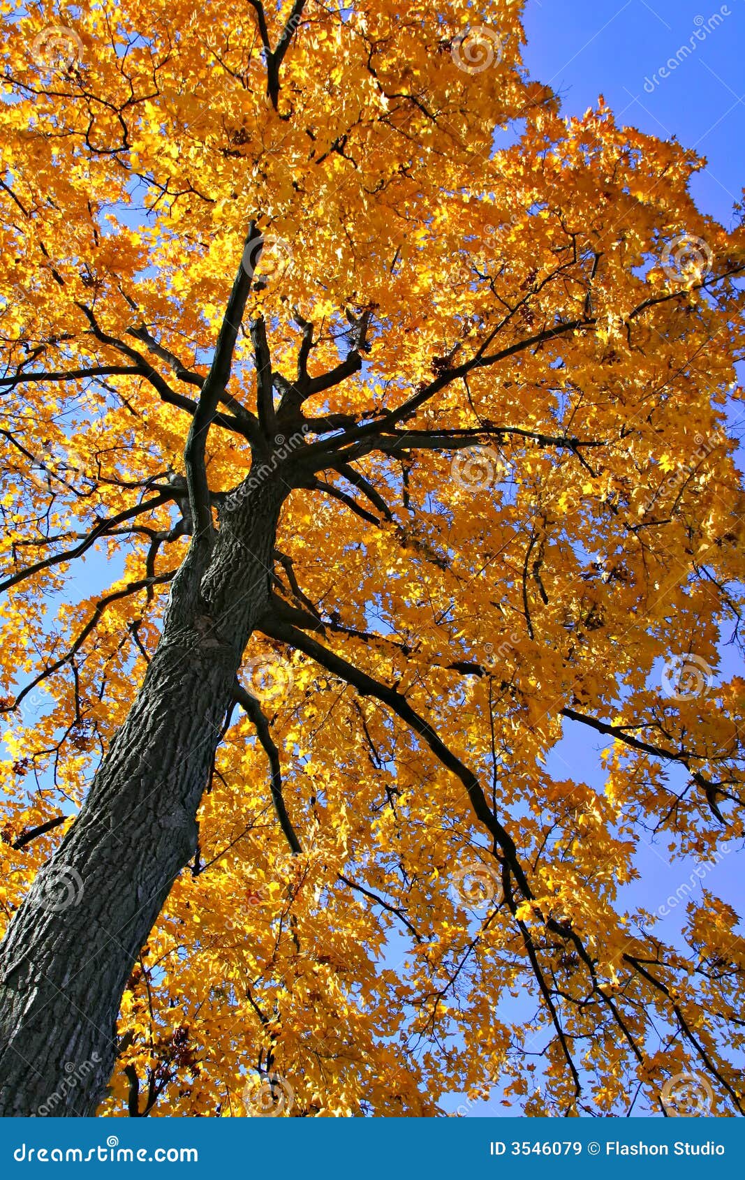 Backlit Autumn Oak Tree stock image. Image of look, falling - 3546079