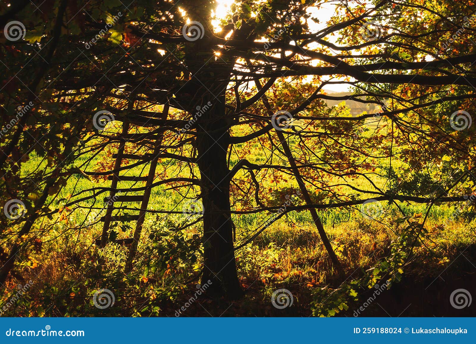 Backlit Autumn Tree with Ladder. Czech Landscape Stock Photo - Image of ...