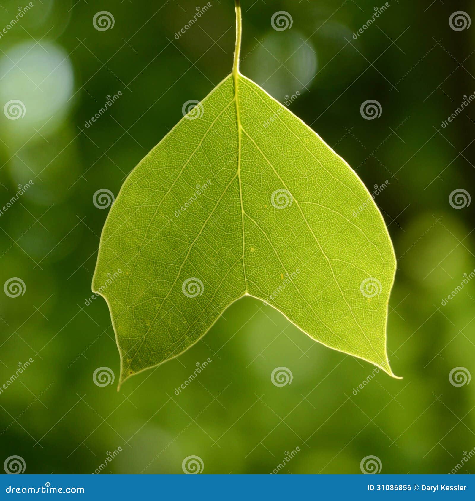 Backlit Beautiful Green Tree Leaf Stock Photo - Image of green, shape ...