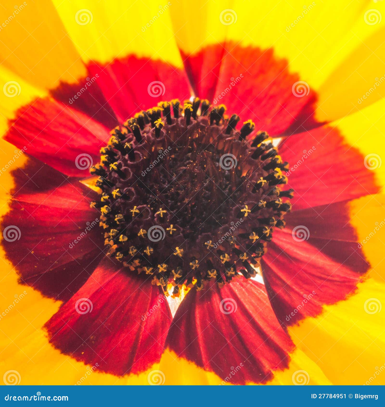 Backlit Beauty stock image. Image of bloom, flower, backlit - 27784951