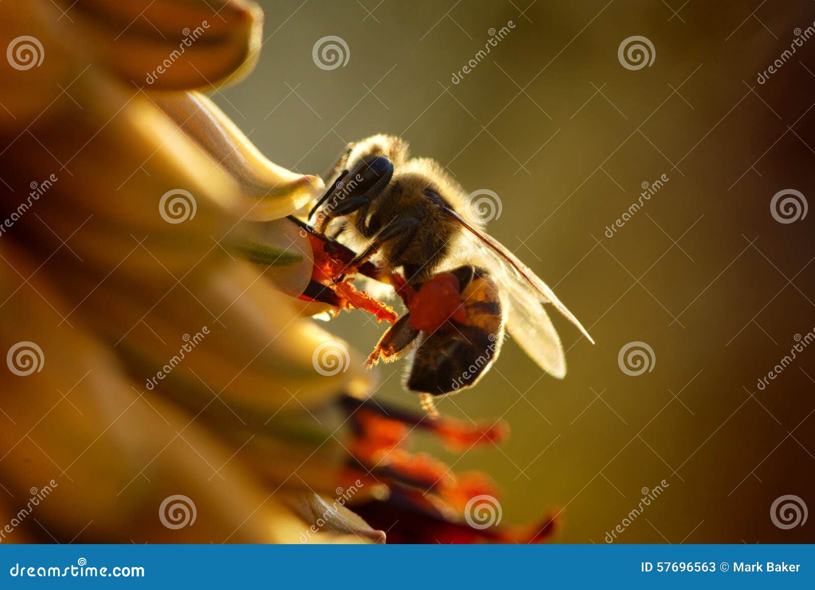 Backlit Bee and Aloe stock image. Image of pollen, insects - 57696563