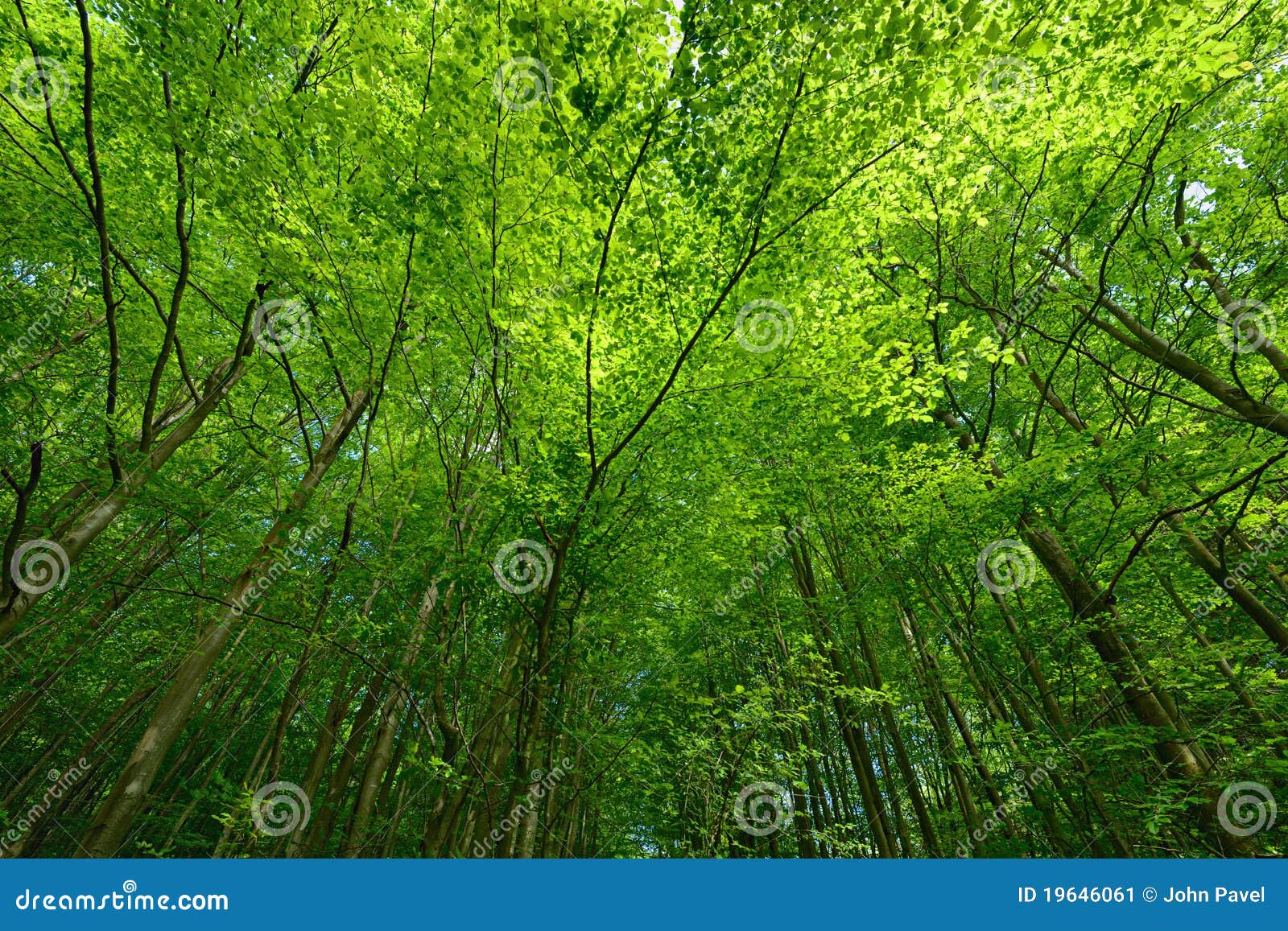 Tree Canopy Stock Photography | CartoonDealer.com #7021460