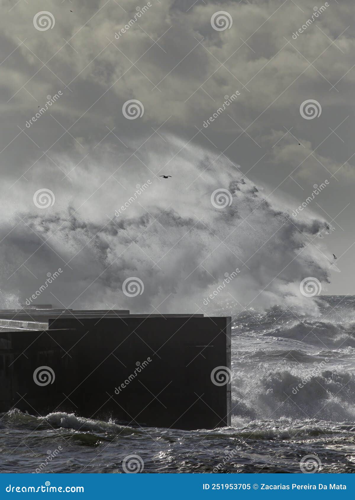 Backlit big wave splash stock image. Image of coast - 251953705