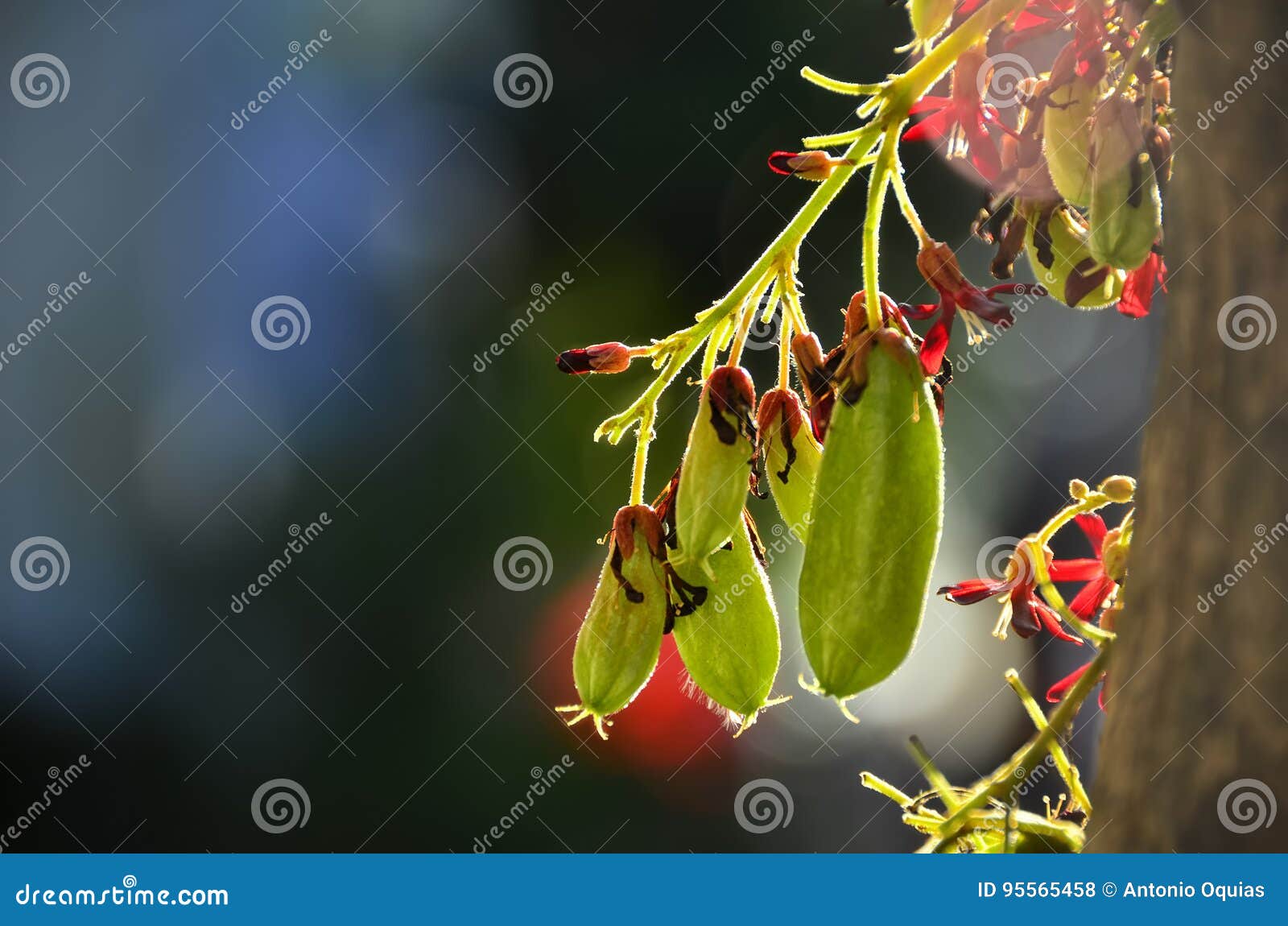 Backlit Bilimbi stock photo. Image of backyard, kalamias - 95565458